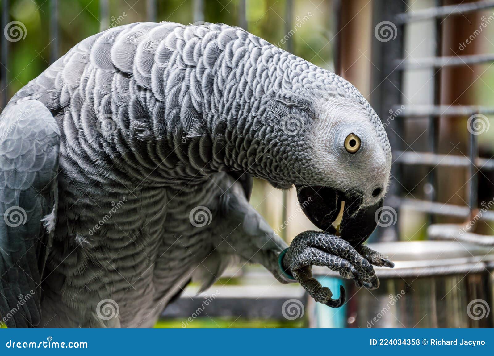 African Grey Parrots are Famous for Their Intelligence Stock Photo ...