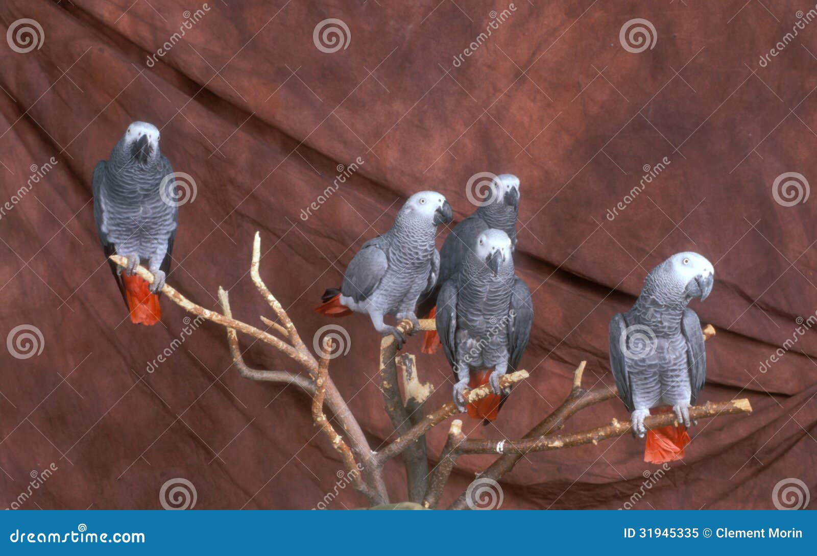 African grey parrots stock image. Image of parrot, intelligence - 31945335