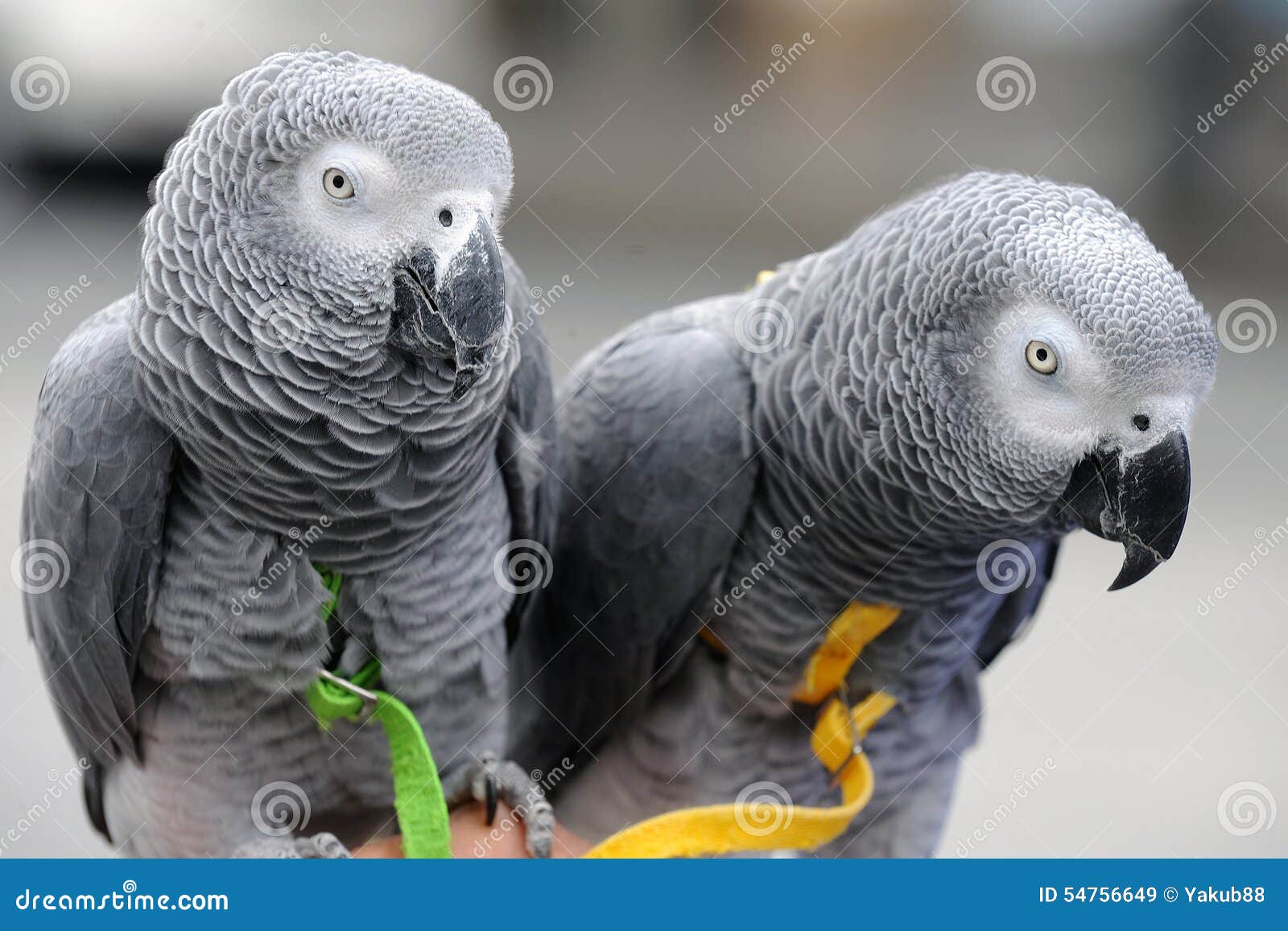 African grey parrots stock image. Image of speaking, parrots - 54756649