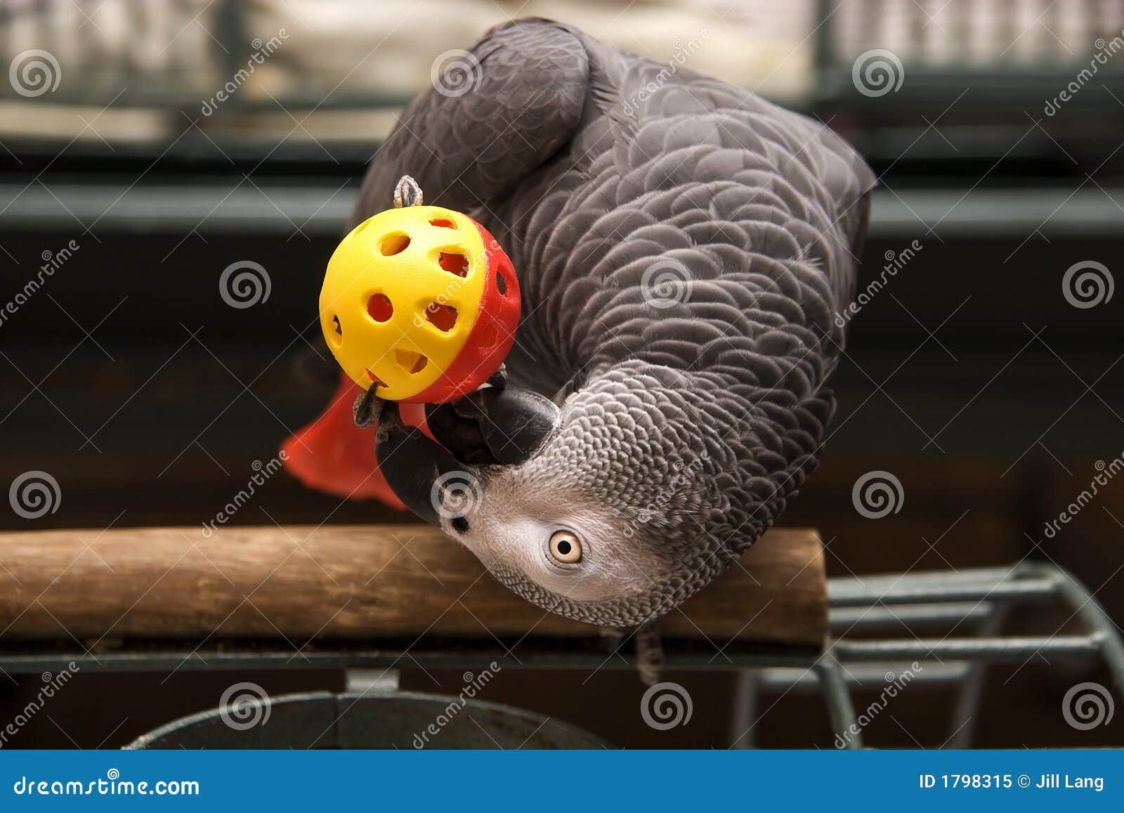 African Grey Playing stock image. Image of grey, chew - 1798315