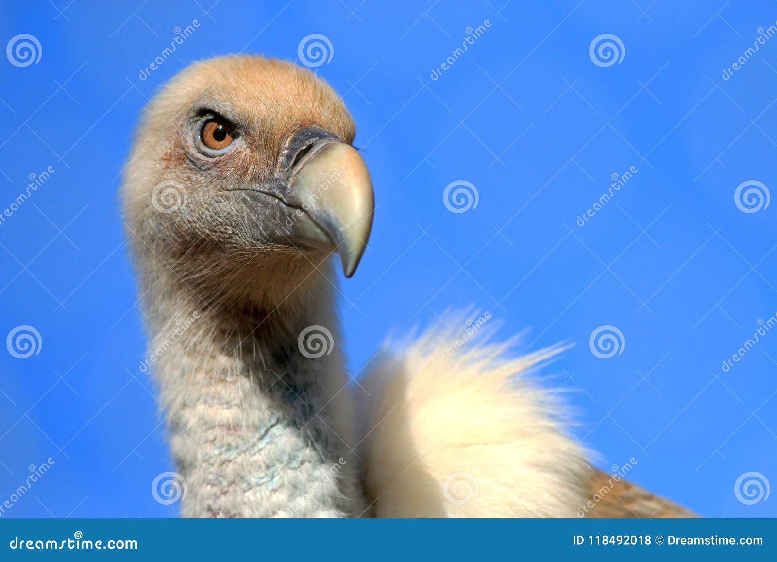 African Griffon Vulture stock photo. Image of bird, wild - 118492018