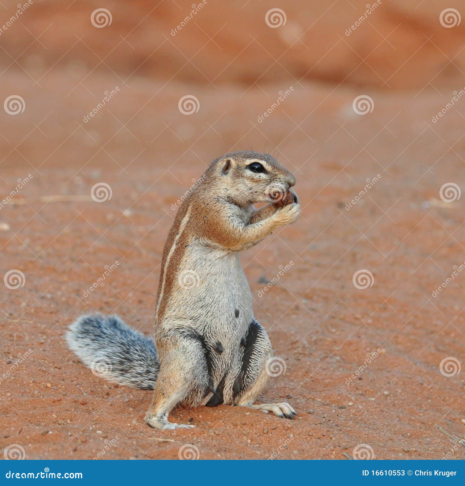 African Ground Squirrel stock image. Image of ground - 16610553
