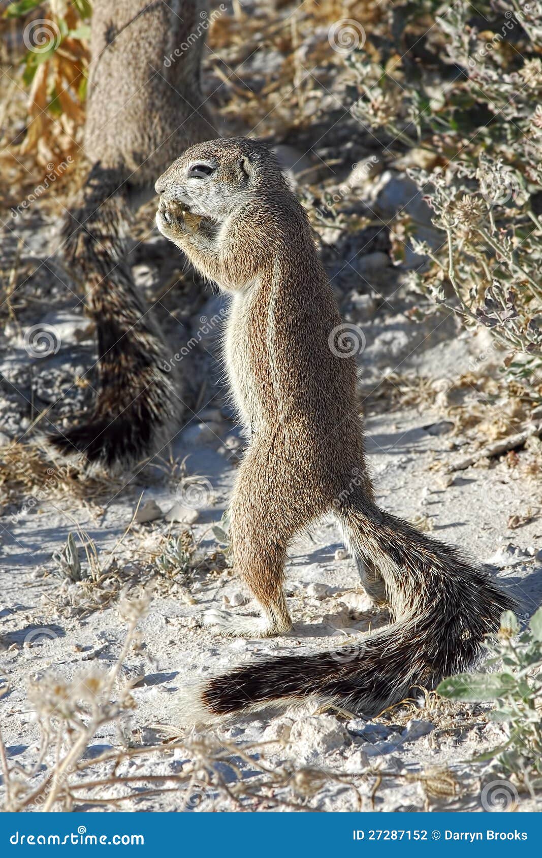 The African Ground Squirrels Genus Xerus Staying On Dry Sand Of ...