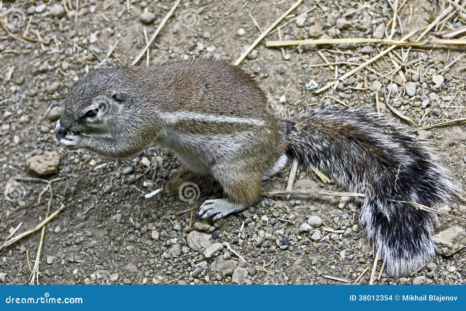 African ground squirrel 3 stock photo. Image of jump - 38012354