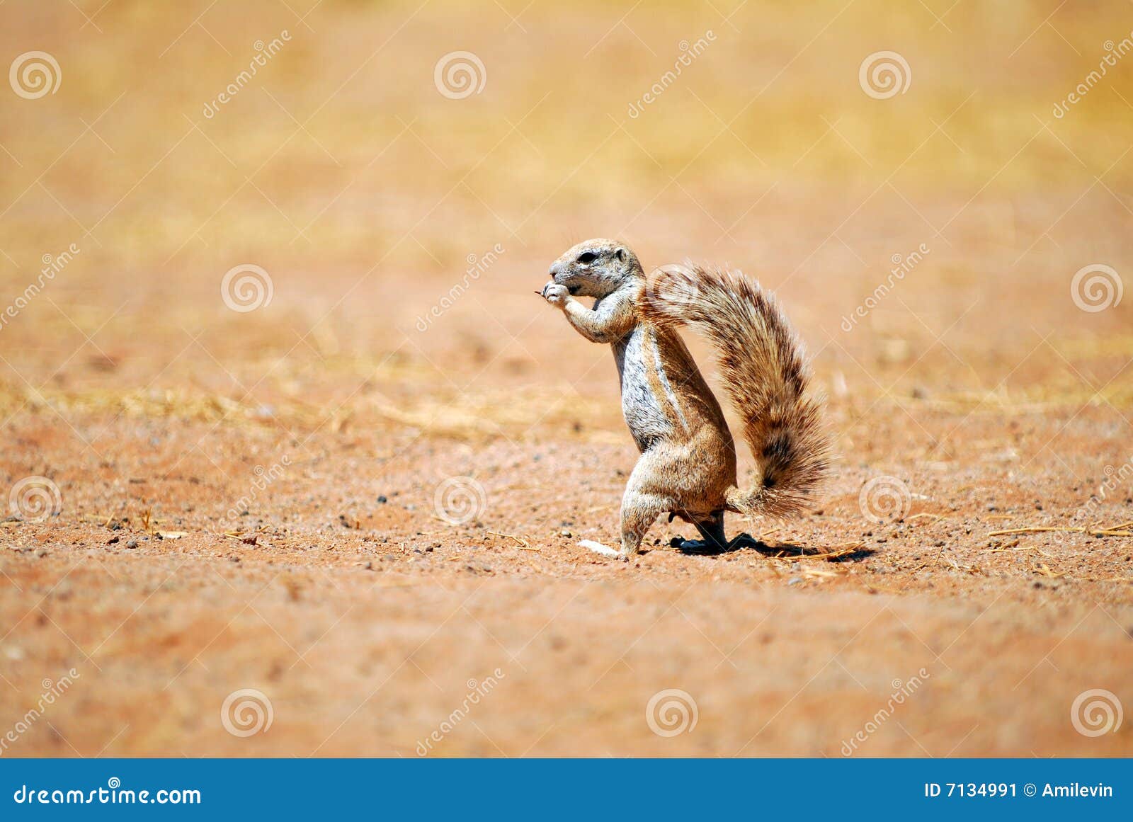 African ground squirrel stock image. Image of desert, step - 7134991