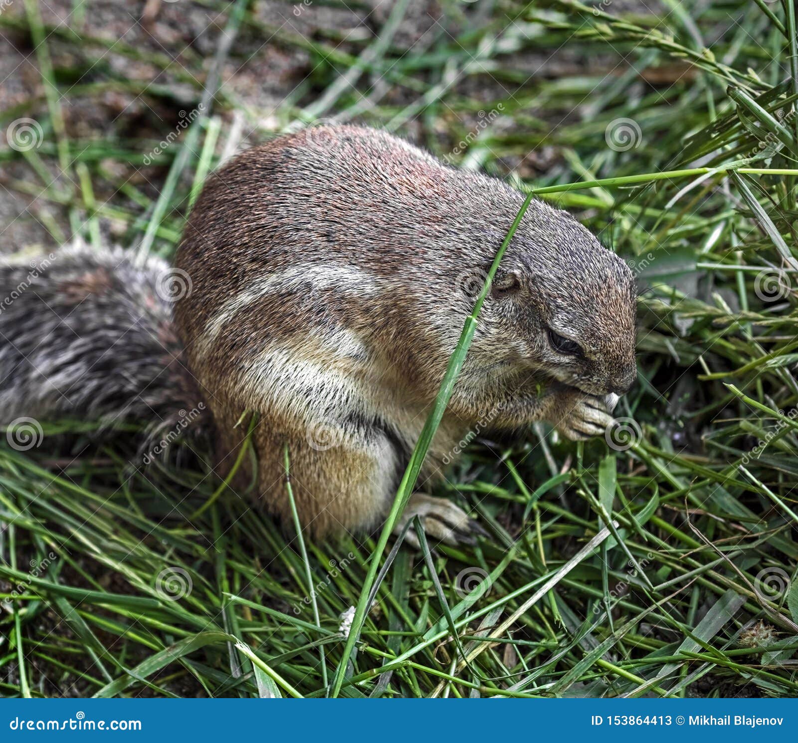 African ground squirrel 8 stock image. Image of mammal - 153864413