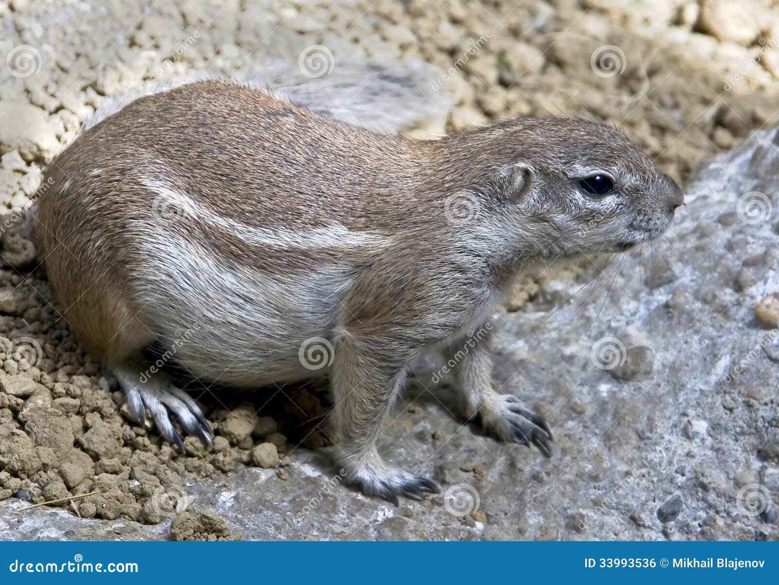 African ground squirrel 1 stock photo. Image of population - 33993536
