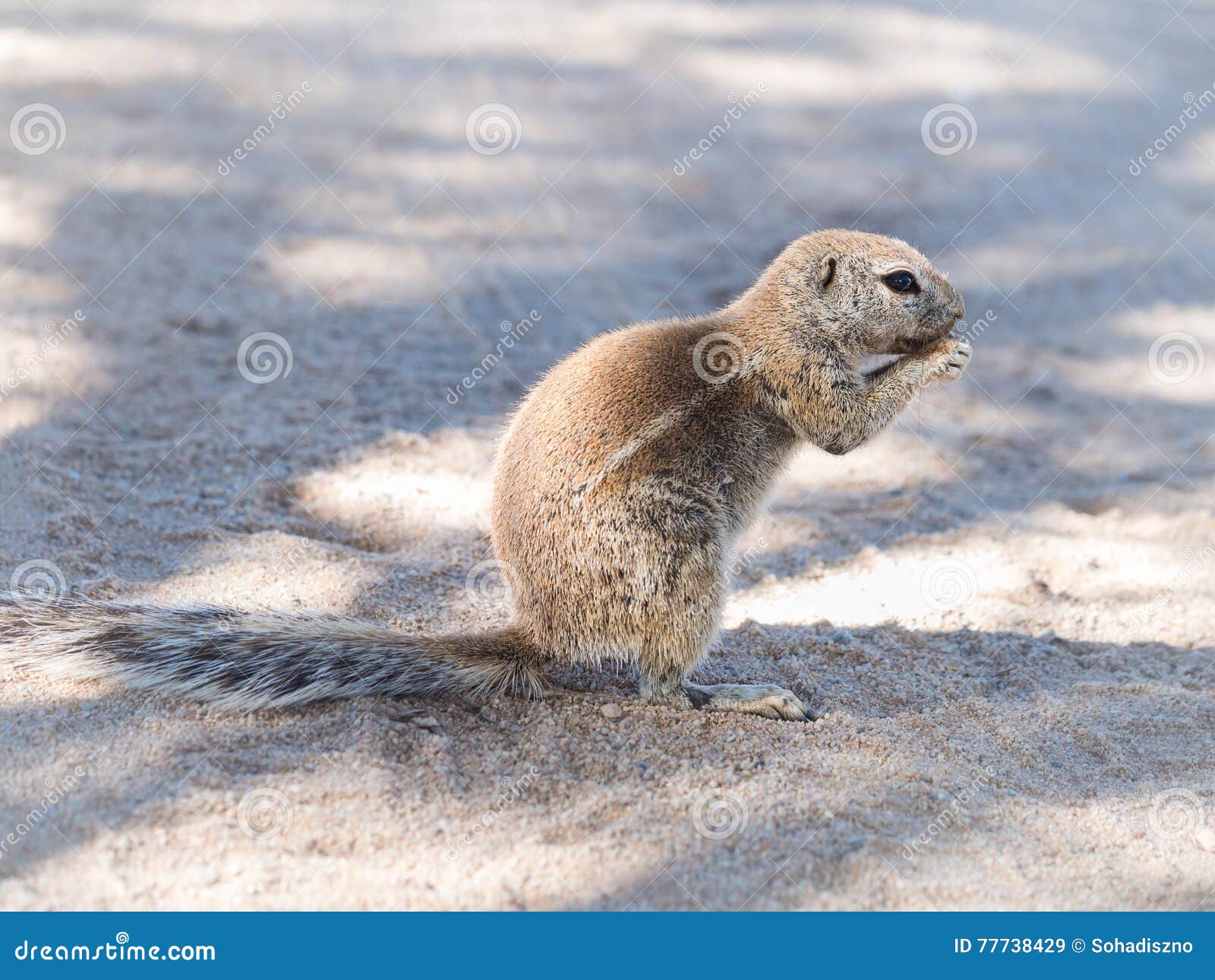 African ground squirrel stock image. Image of horizontal - 77738429