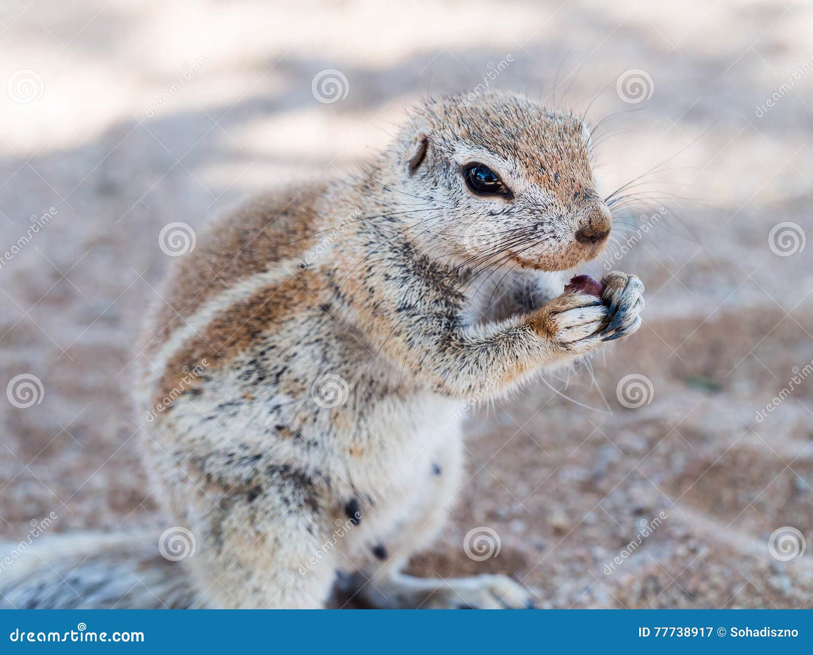 African ground squirrel stock image. Image of horizontal - 77738917