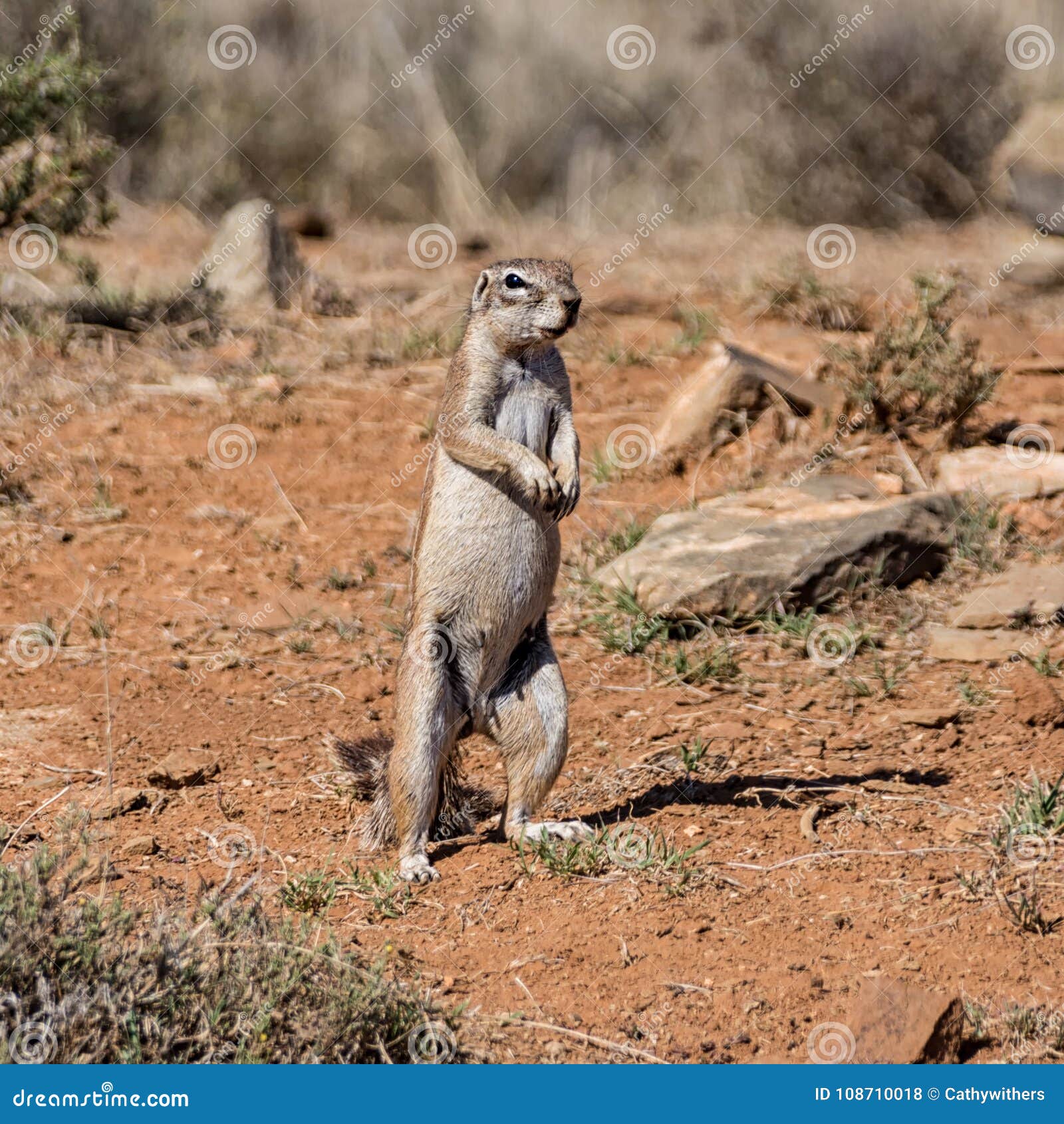 African Rodents Stock Image | CartoonDealer.com #88647175