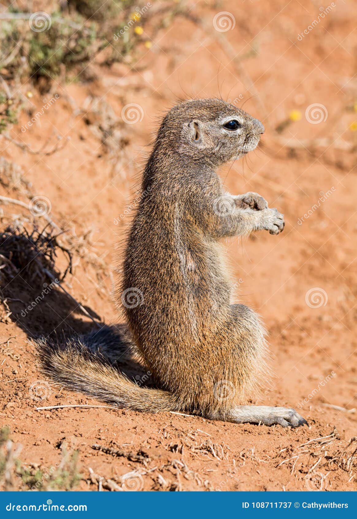African Ground Squirrel stock image. Image of african - 108711737