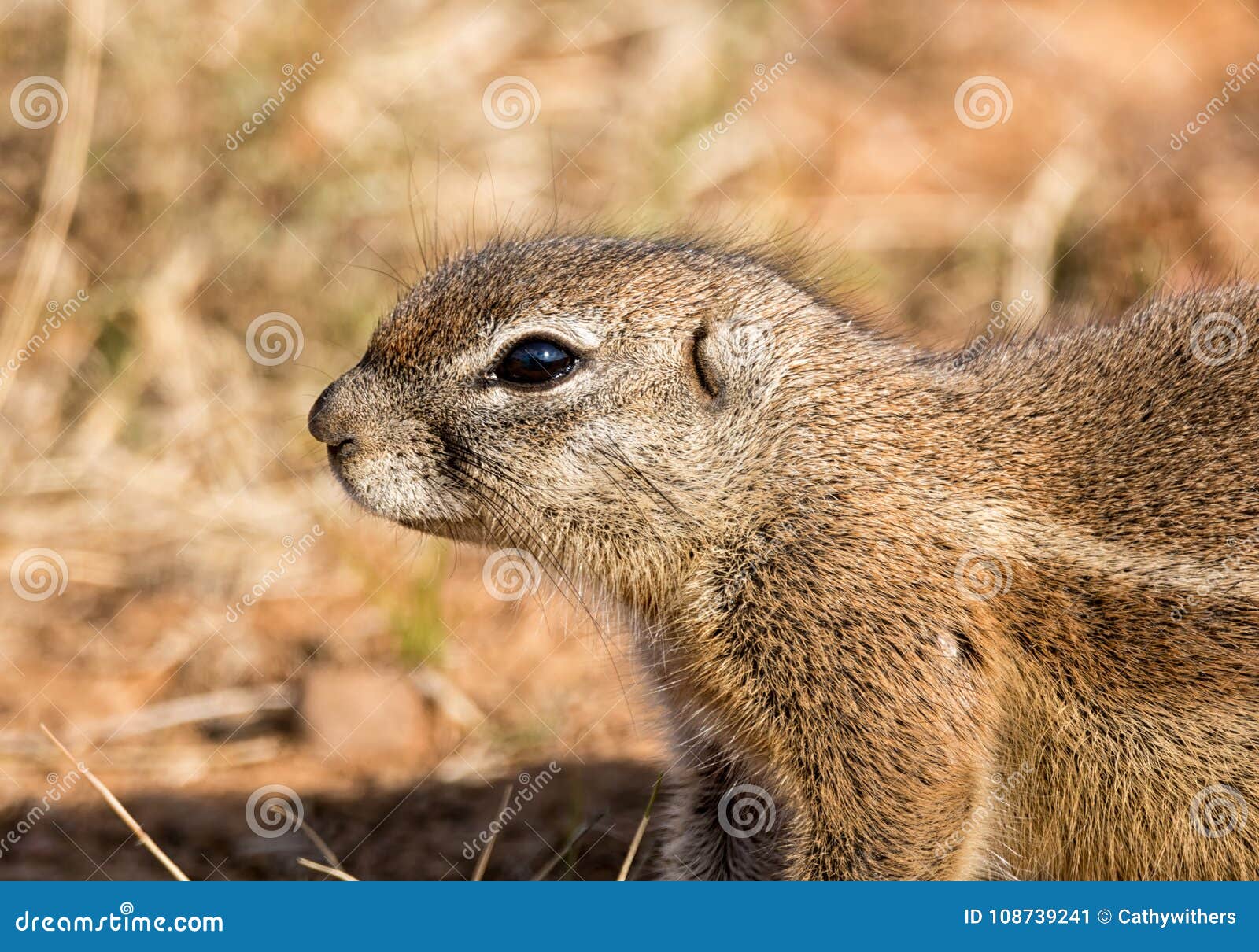 African Ground Squirrel stock image. Image of brown - 108739241