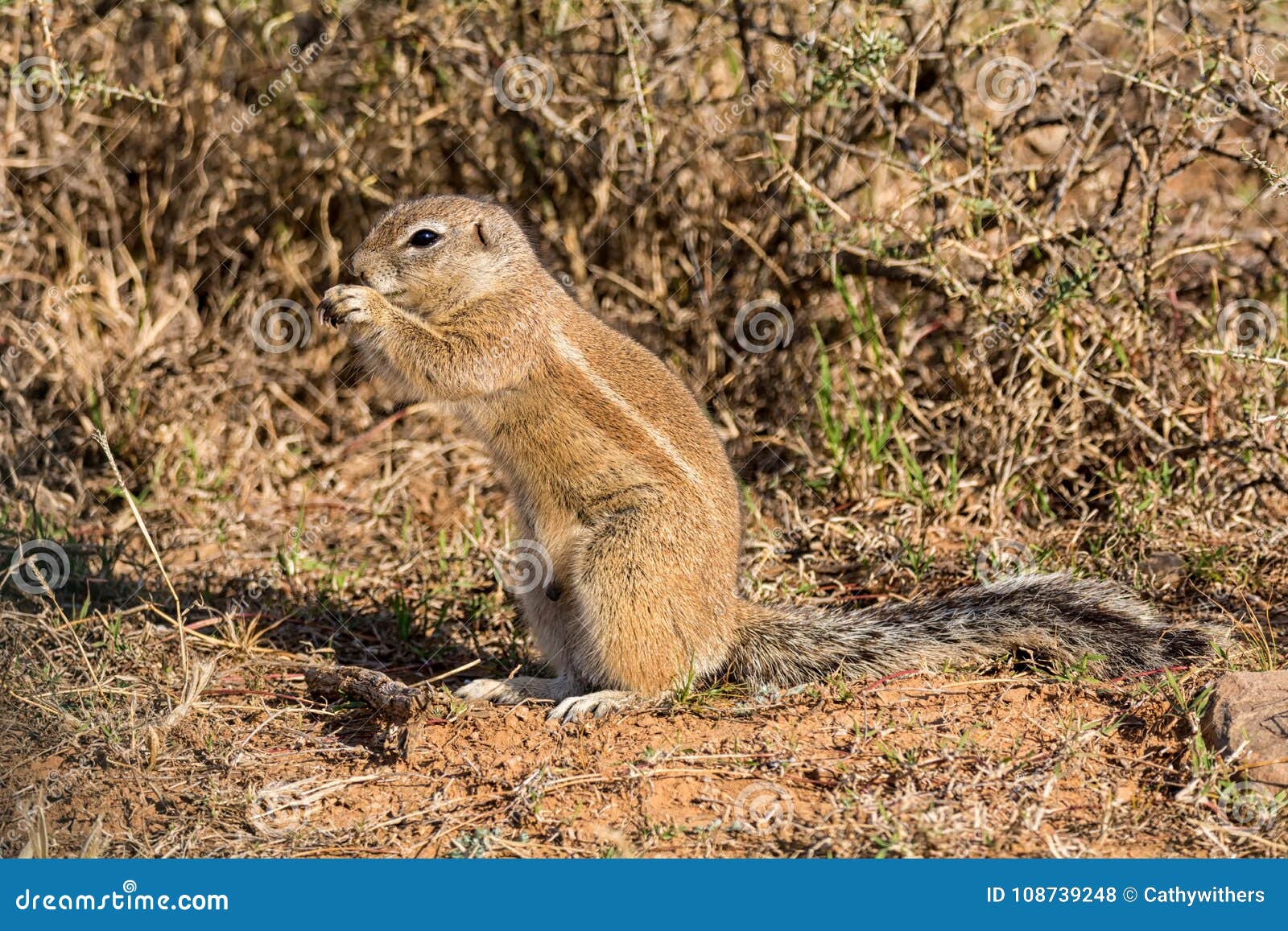African Ground Squirrel stock photo. Image of sciurinae - 108739248