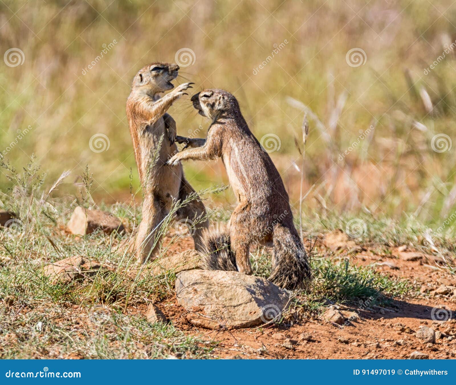 African Ground Squirrels Playing Stock Image - Image of animal ...