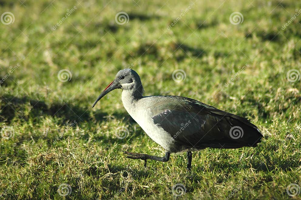 African Hadeda Ibis stock photo. Image of grassvelds, life - 2880482