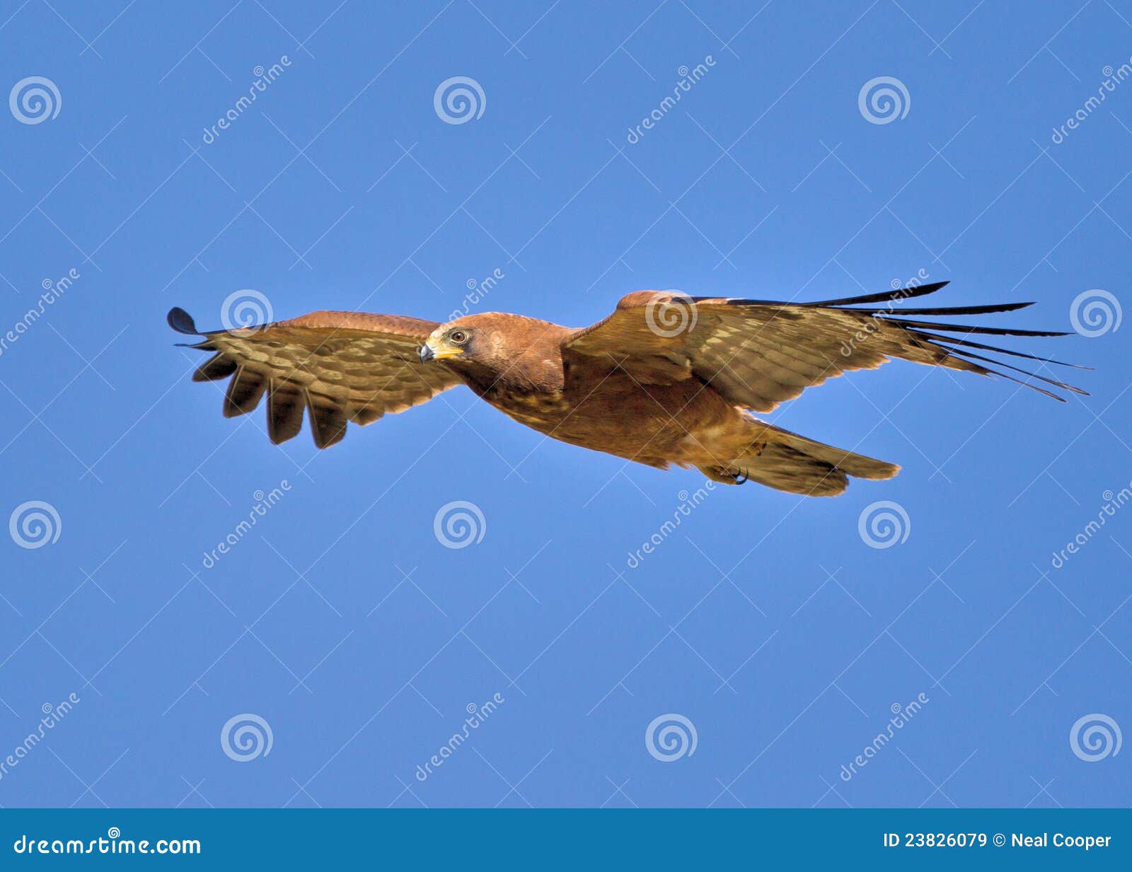 African Harrier-Hawk stock image. Image of gymnogene - 23826079