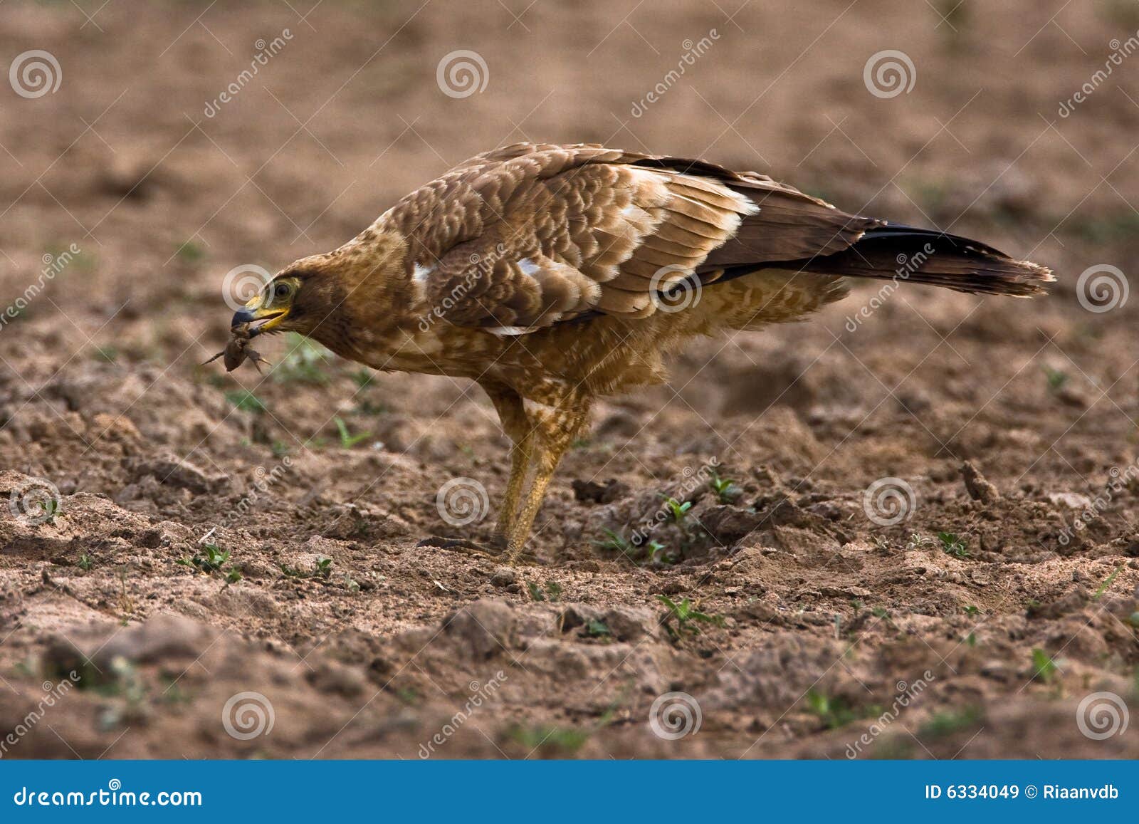 African Harrier Hawk stock image. Image of avian, savage - 6334049