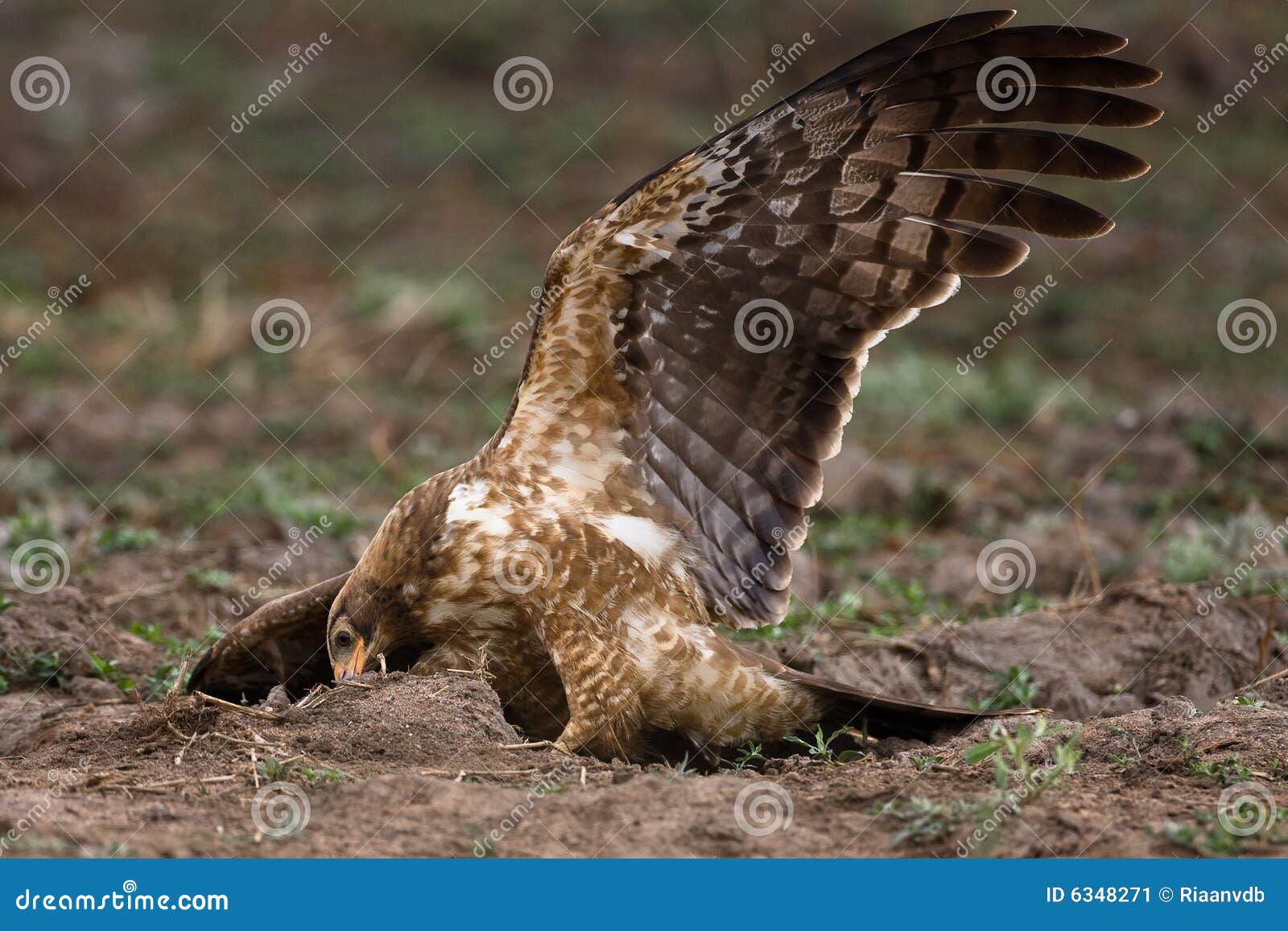 African Harrier Hawk stock image. Image of wildlife, wings - 6348271