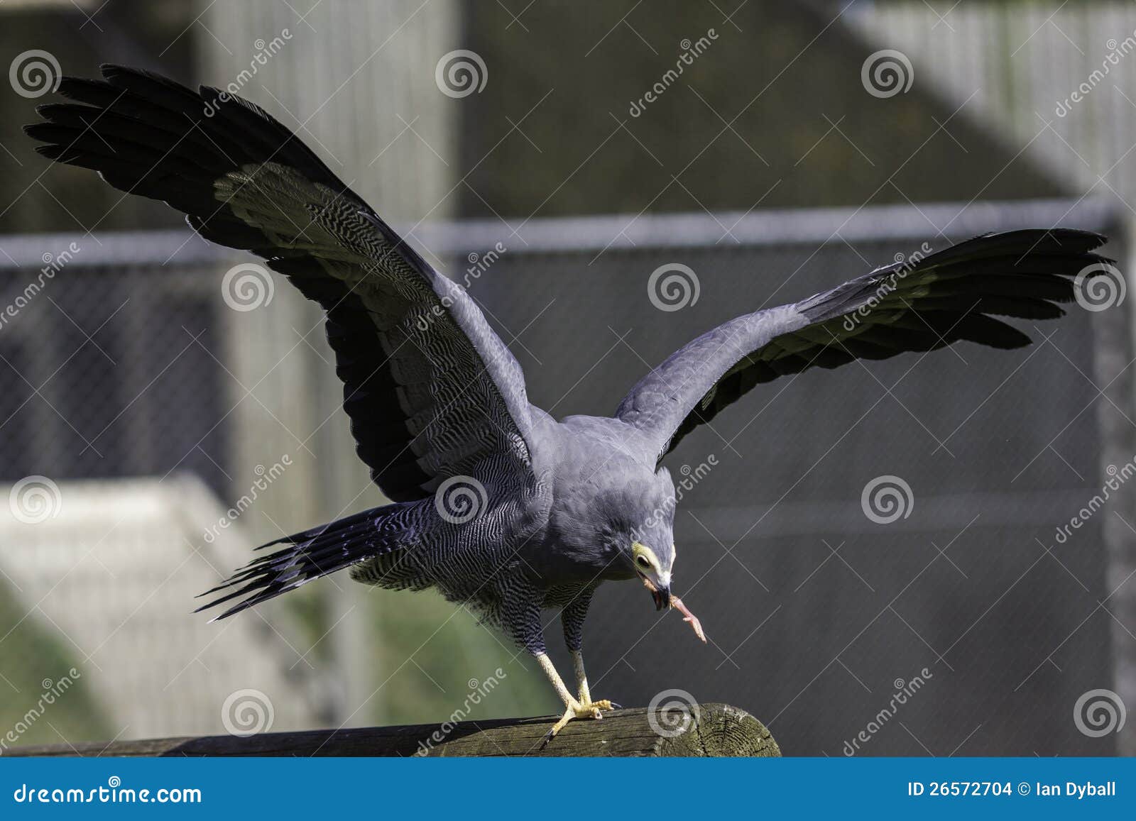 African Harrier Hawk Eating Meat Stock Photo - Image of tearing ...