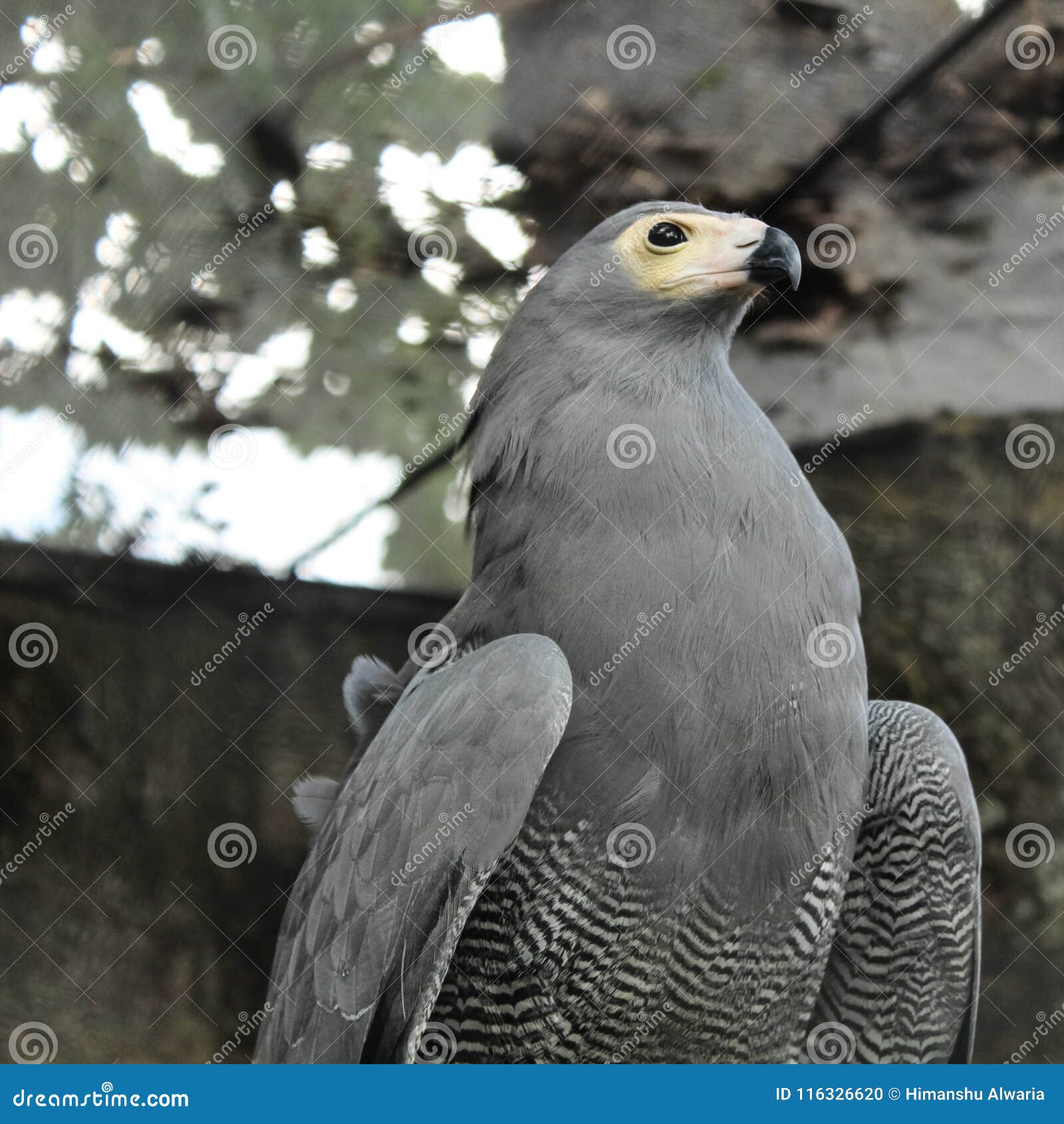African Harrier Hawk stock photo. Image of bird, harrier - 116326620