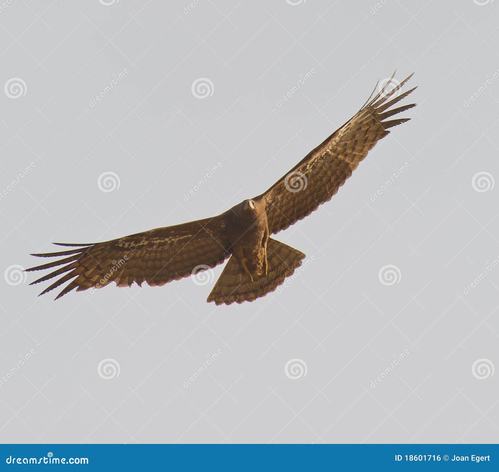 African Harrier Hawk in Flight Stock Photo - Image of plaining, brown ...