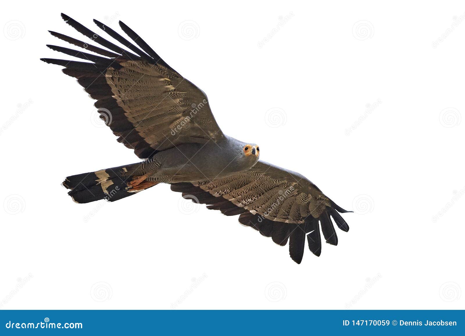 African Harrier-hawk Flying. Profile Close-up Of Gymnogene Bird Royalty ...