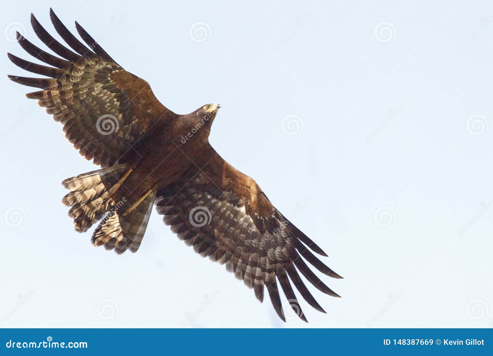 African Harrier-hawk in Flight Stock Image - Image of africa, feathers ...