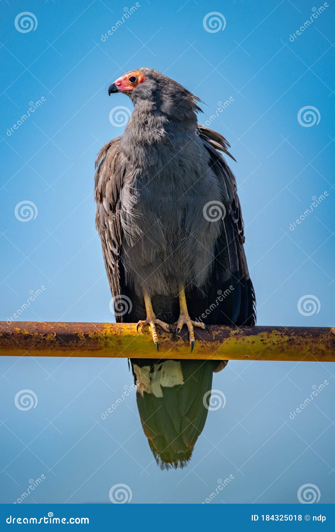 African Harrier-hawk Perches on Rusty Yellow Railing Stock Photo ...