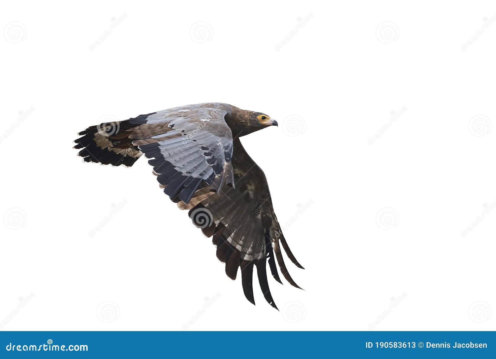 African Harrier Hawk In Flight. Gymnogene Bird Of Prey Flying. Stock ...