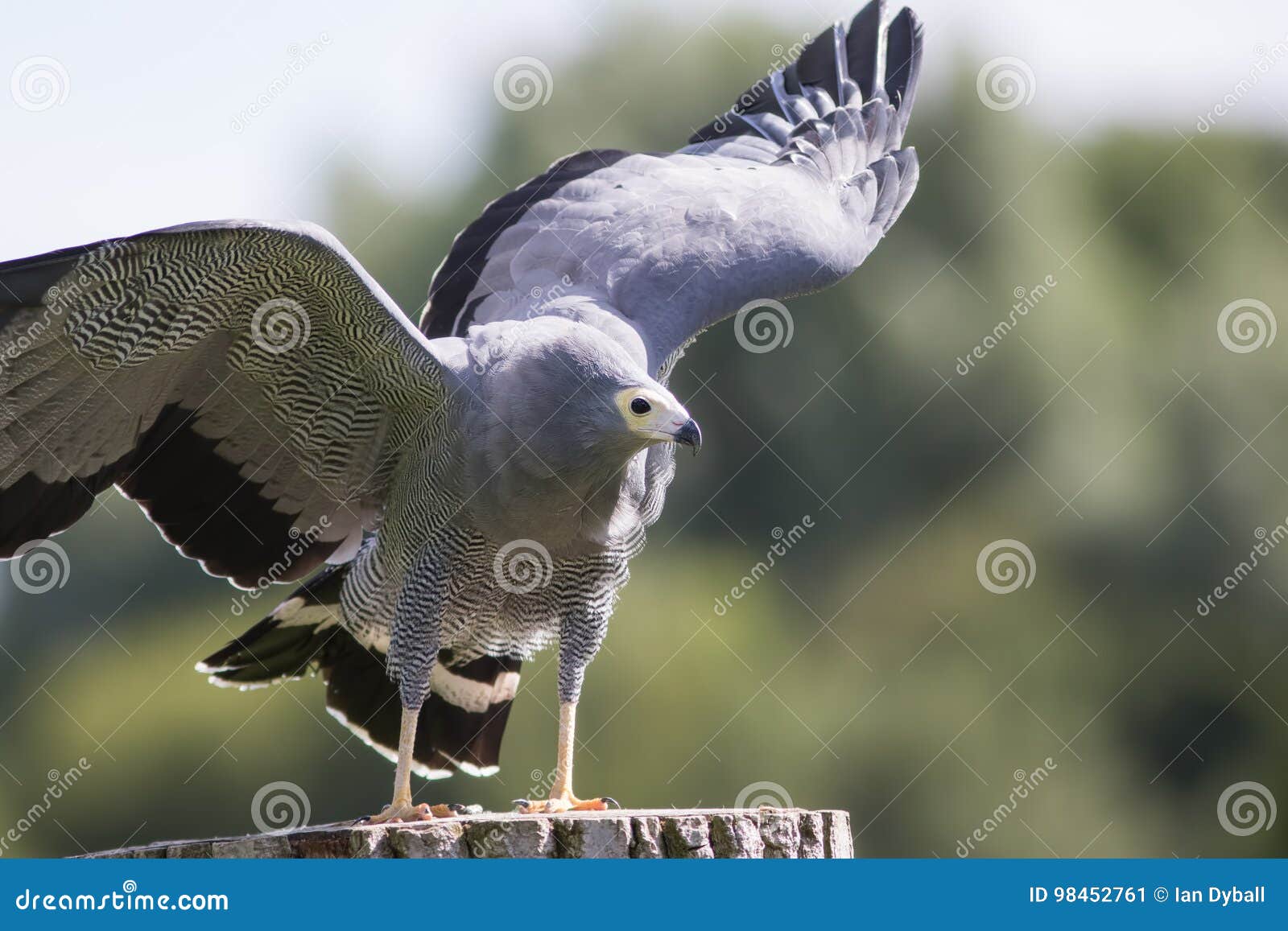 African Harrier Hawk In Flight. Gymnogene Bird Of Prey Flying. Stock ...