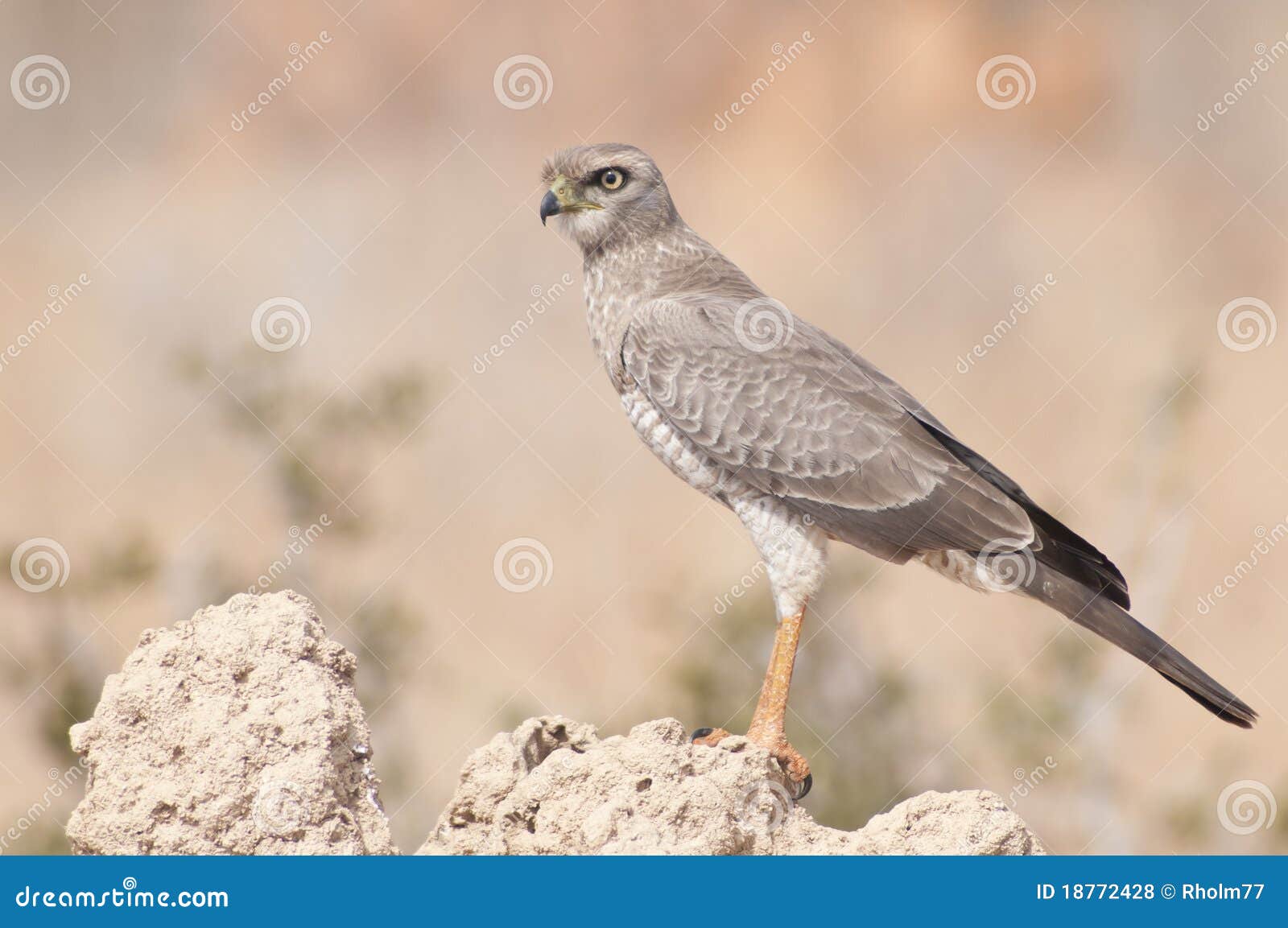 African Hawk stock photo. Image of wildlife, pose, mound - 18772428