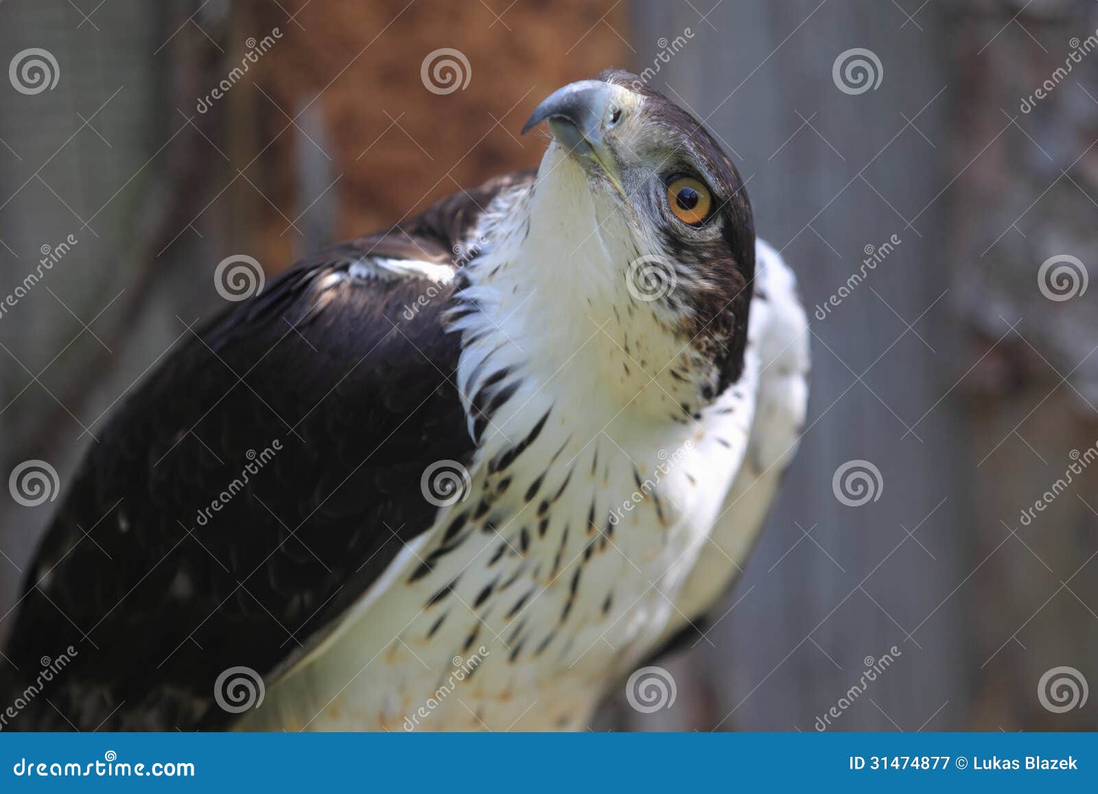 African hawk-eagle stock image. Image of bird, eagle - 31474877