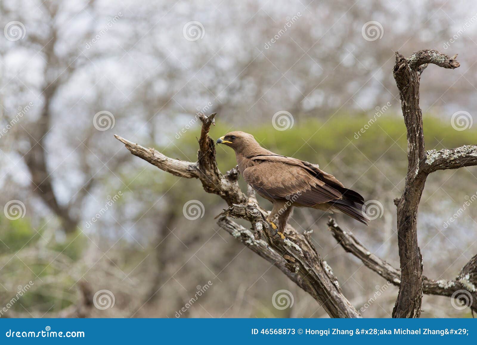 African hawk eagle stock image. Image of feathered, hawk - 46568873
