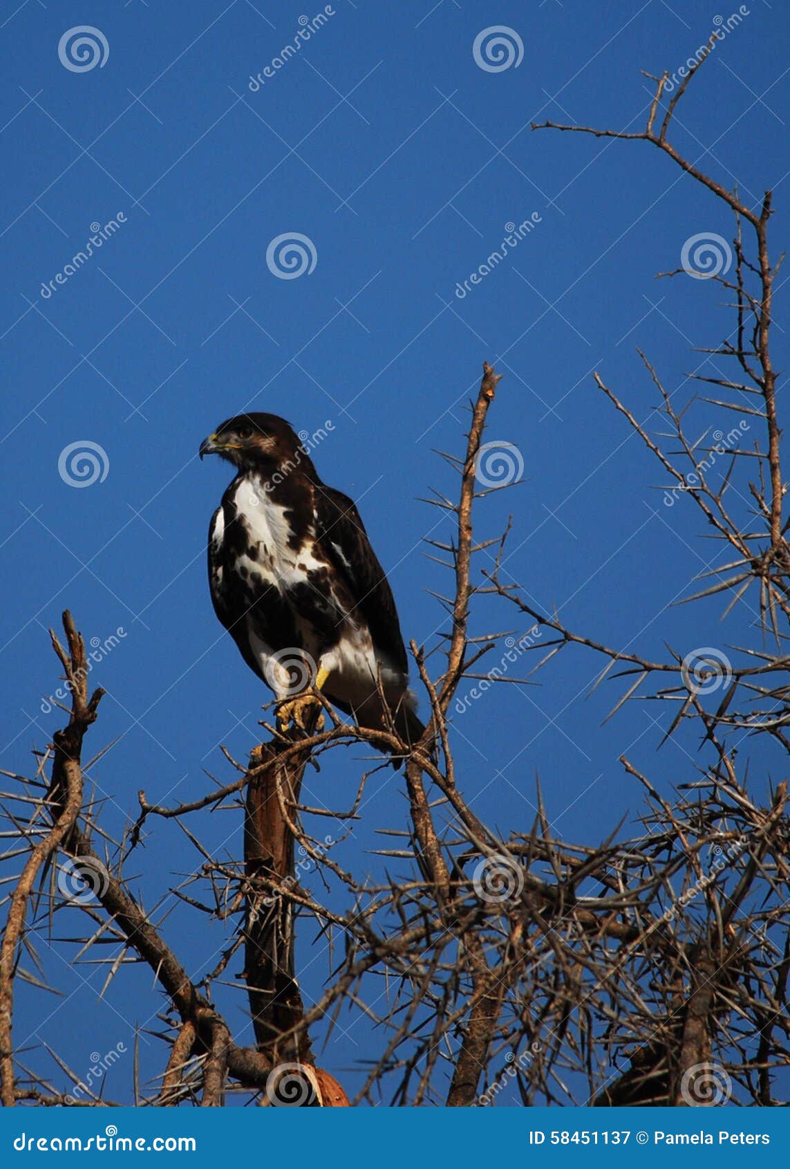 African Hawk Eagle stock image. Image of wildlife, nature - 58451137