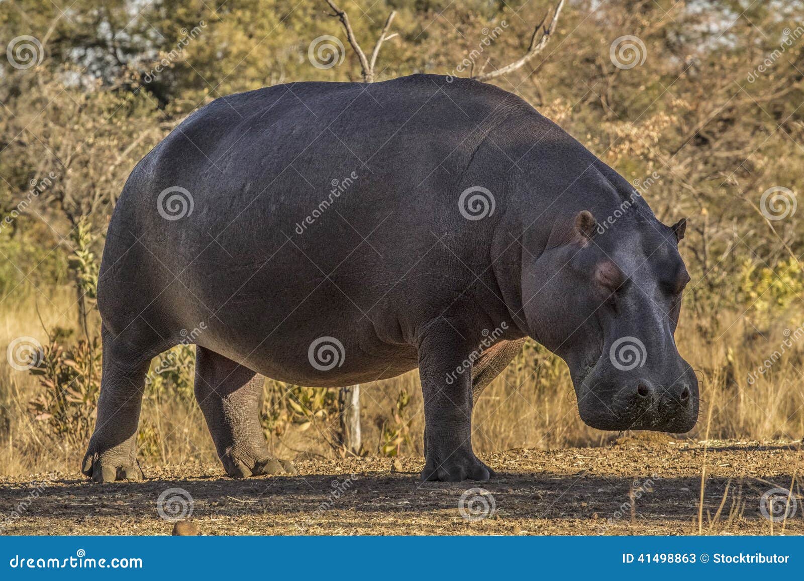 African hippo stock image. Image of african, closeup - 41498863