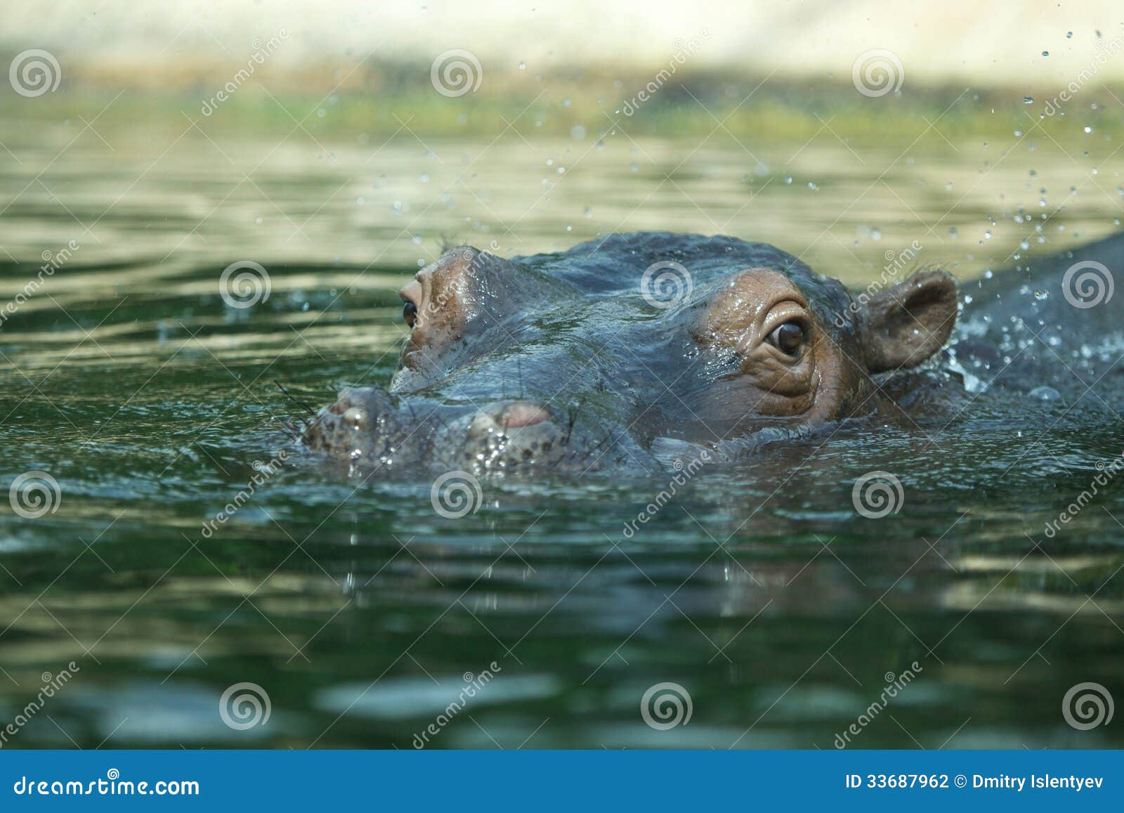 African hippo stock photo. Image of reserve, color, colour - 33687962