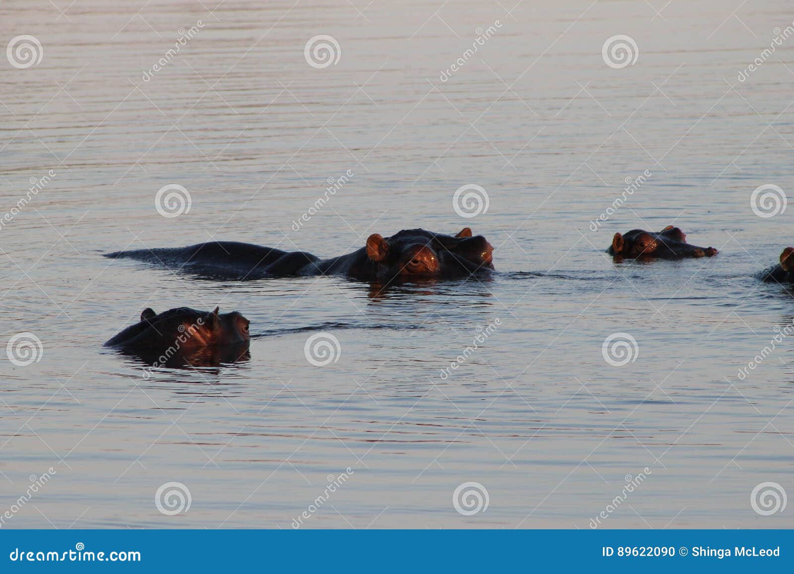 African Hippopotamus stock photo. Image of african, southern - 89622090