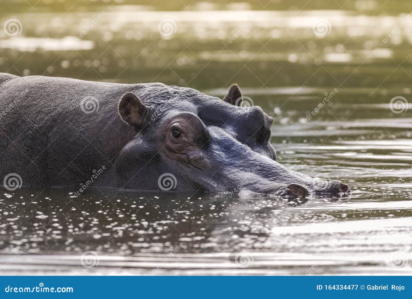 African Hippopotamus, South Africa, Stock Image - Image of ecosystem ...
