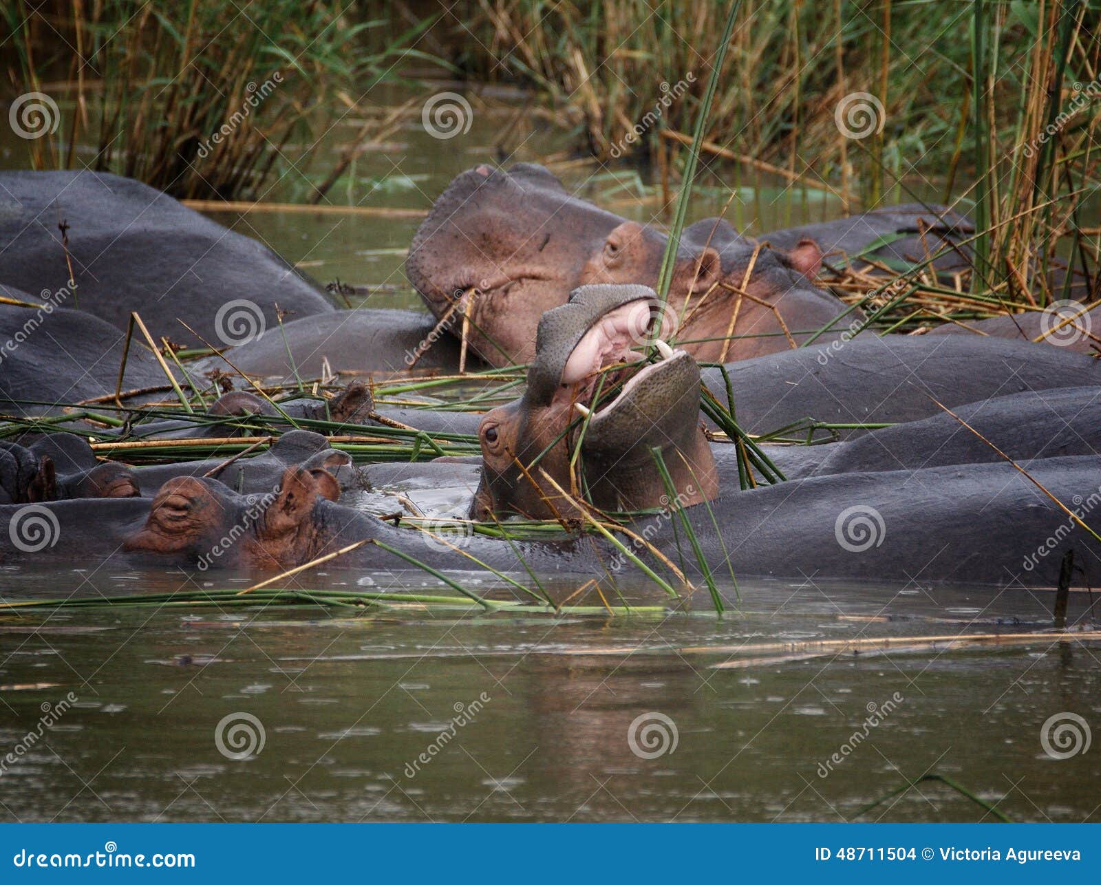 African Hippos Graze on the Open Spaces Stock Photo - Image of pets ...