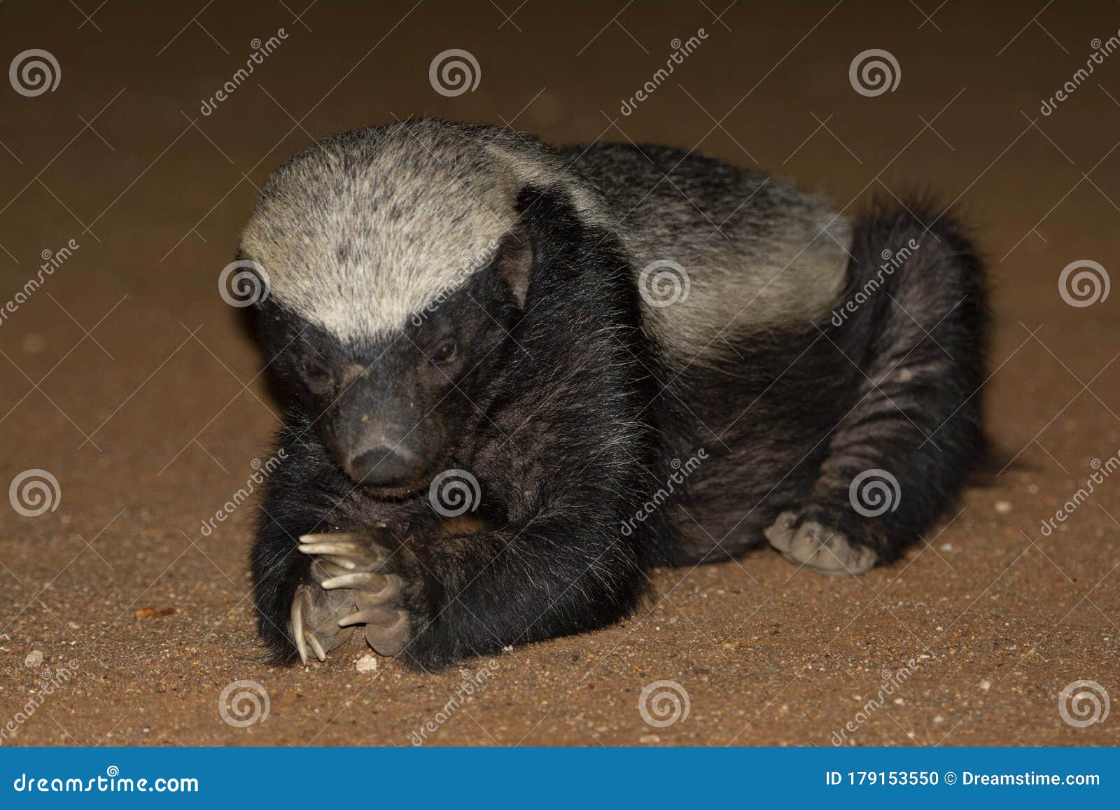 African Honey Badger Playing on the Floor Stock Photo - Image of walk ...
