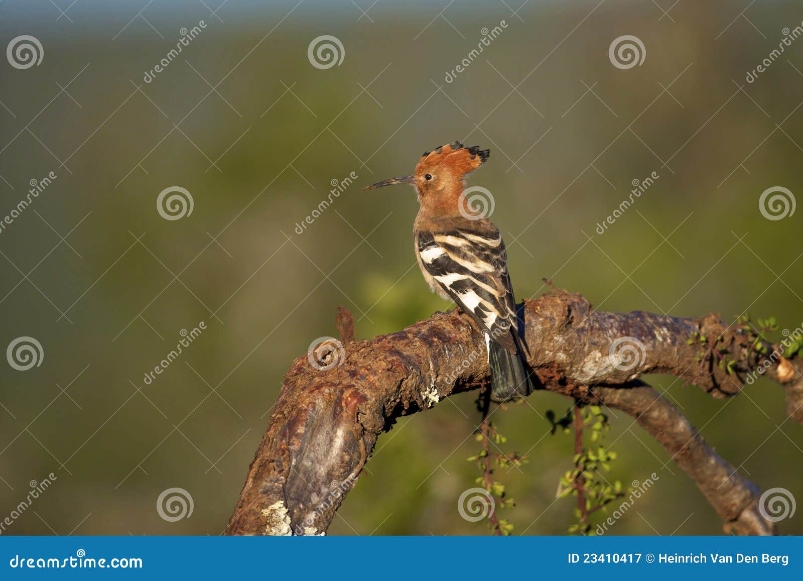 African Hoopoe stock image. Image of animal, horizontal - 23410417