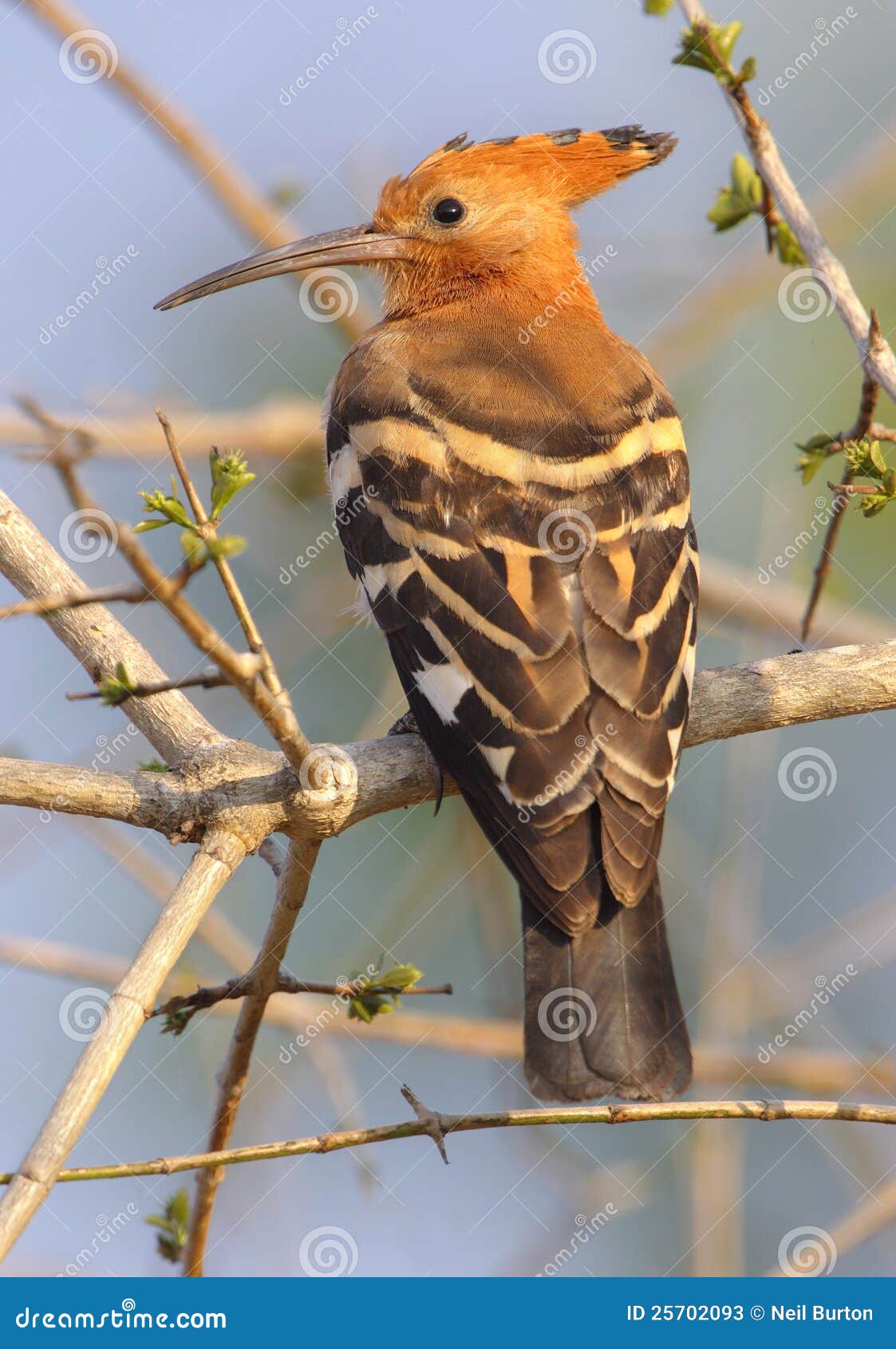 African hoopoe stock image. Image of safari, ground, epops - 25702093