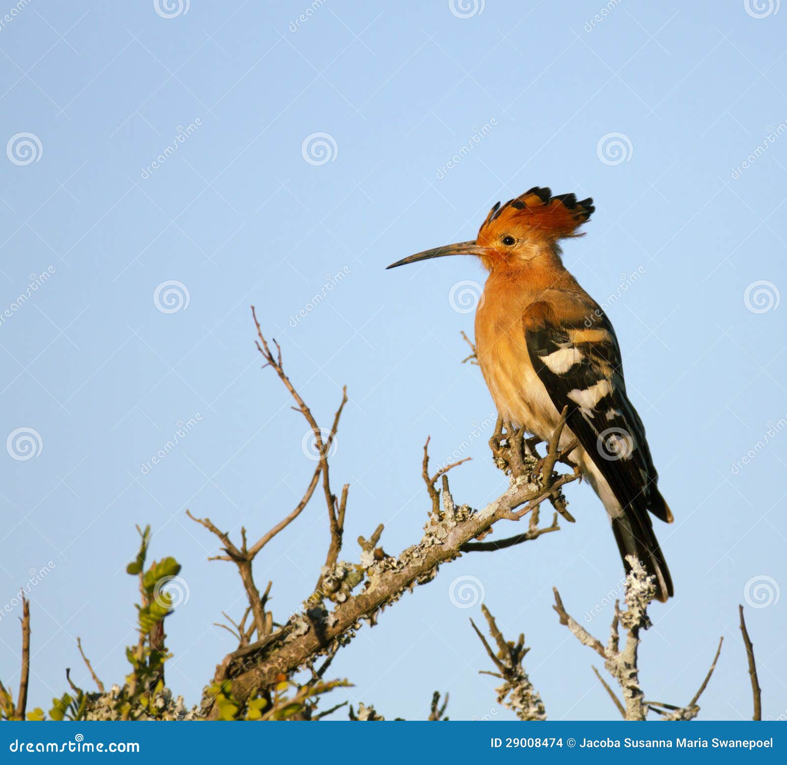 African Hoopoe stock photo. Image of nature, small, national - 29008474