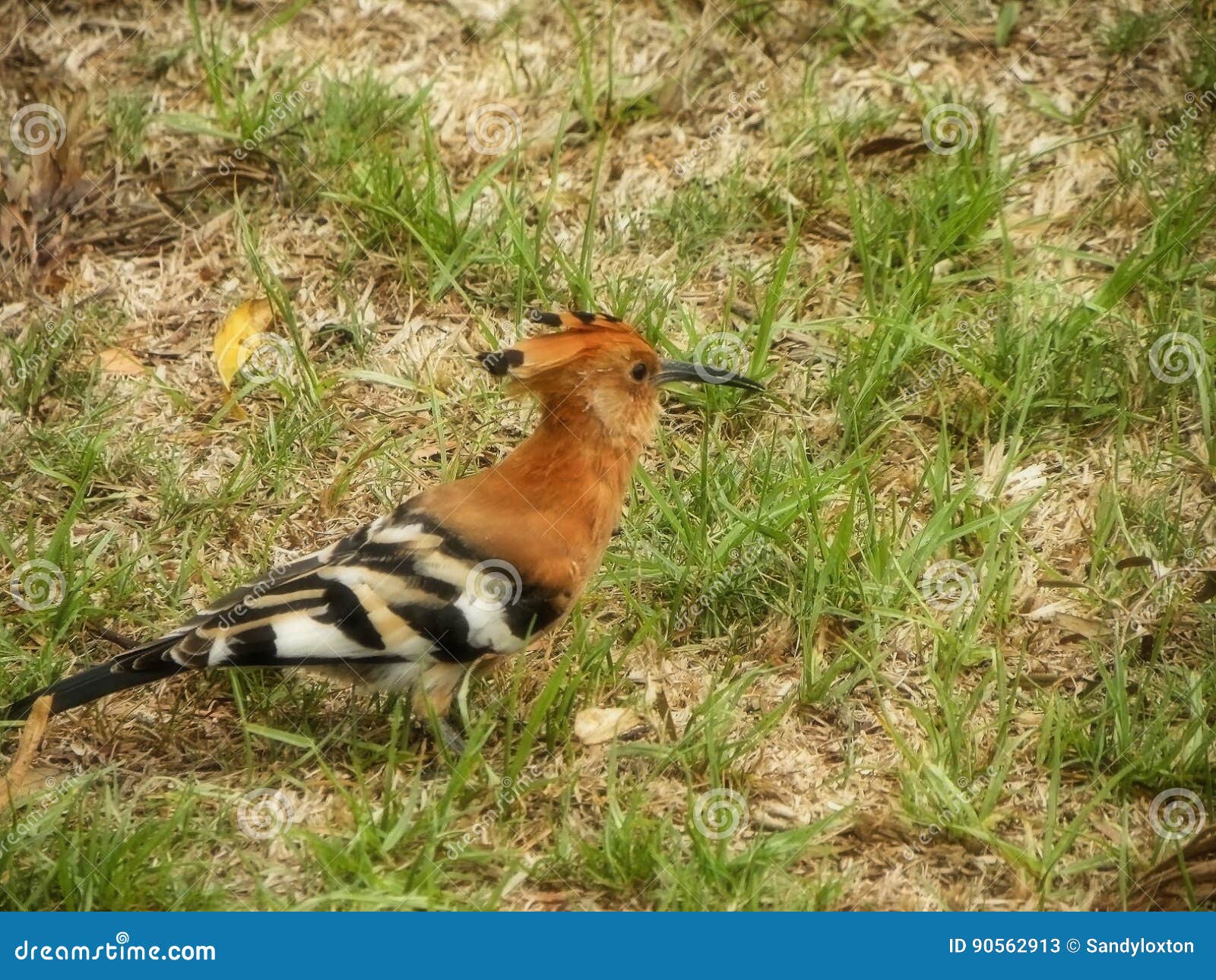 African Hoopoe 2 stock image. Image of upupa, foraging - 90562913