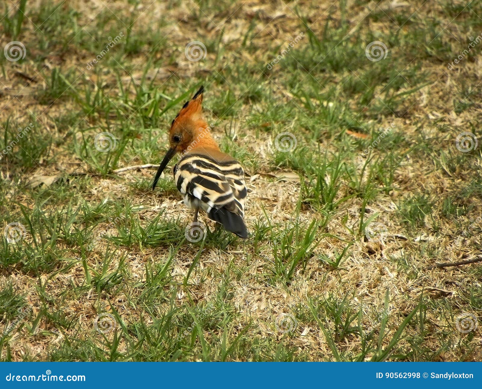 African Hoopoe 1 stock photo. Image of bushveld, crest - 90562998