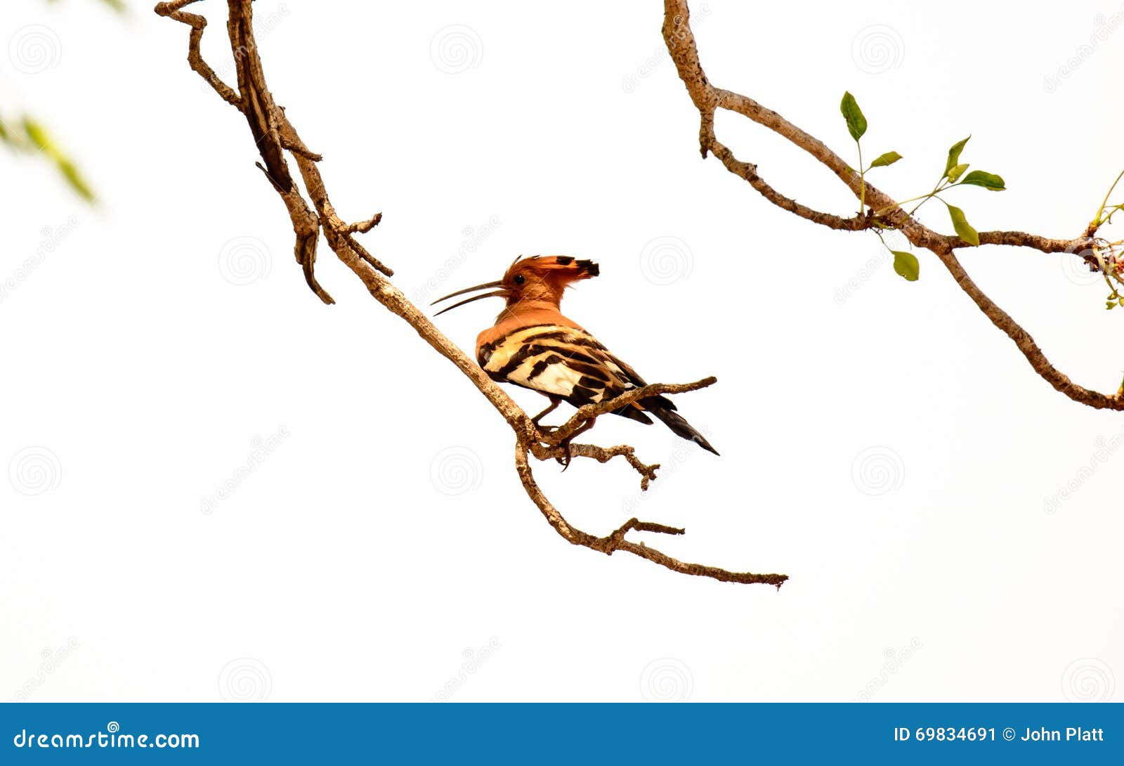 African Hoopoe in a tree stock image. Image of hoopoe - 69834691