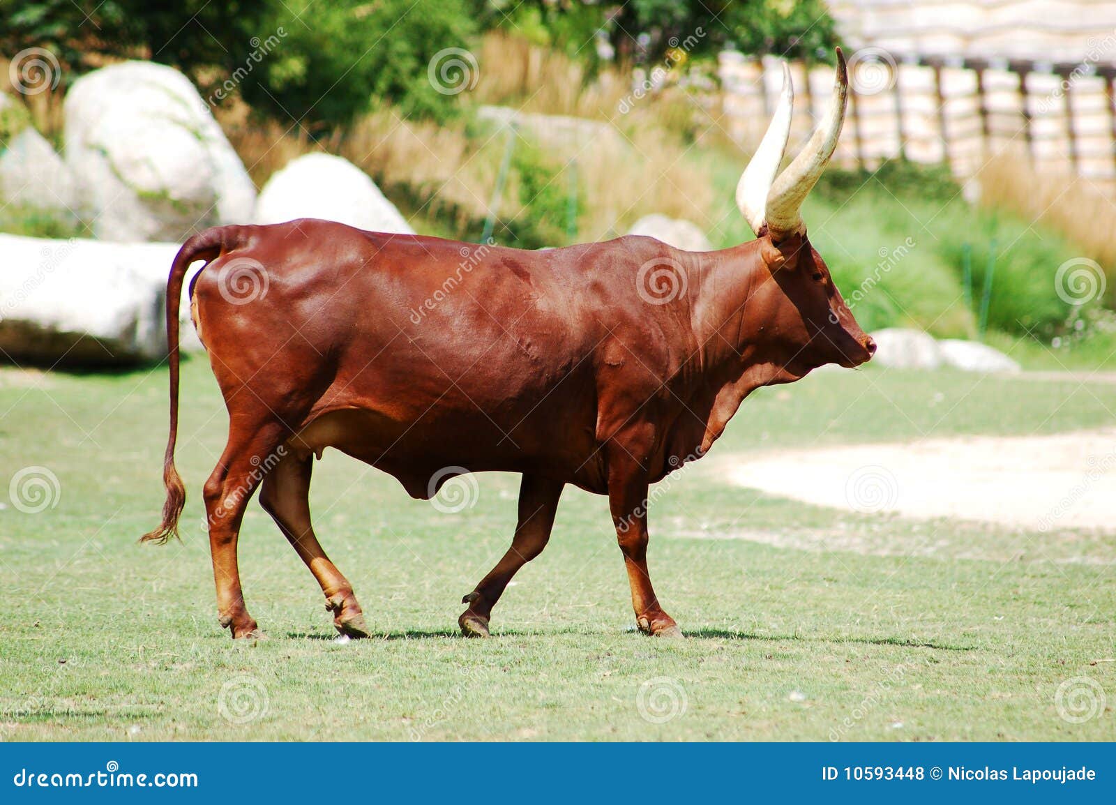 African horned cow stock photo. Image of rock, standing - 10593448