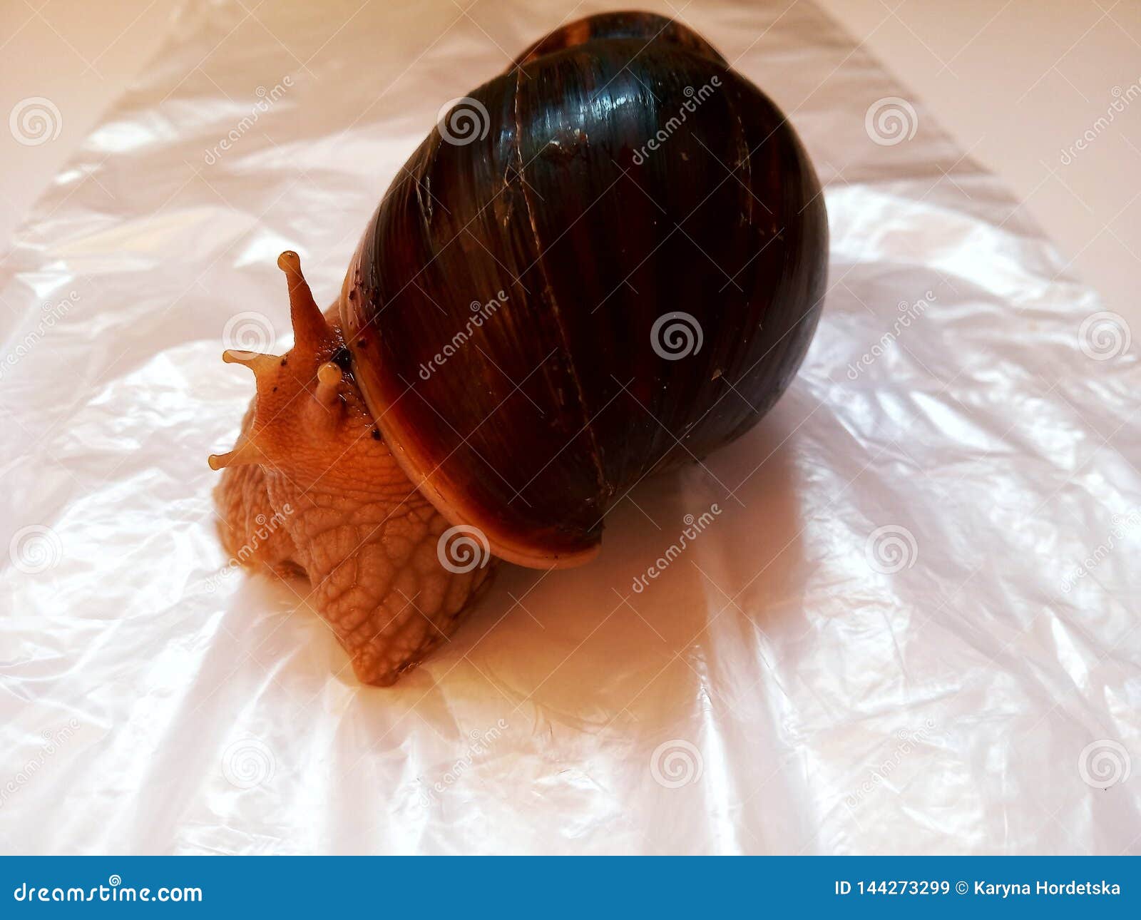 African Huge Snail on the White Background Stock Image - Image of ...