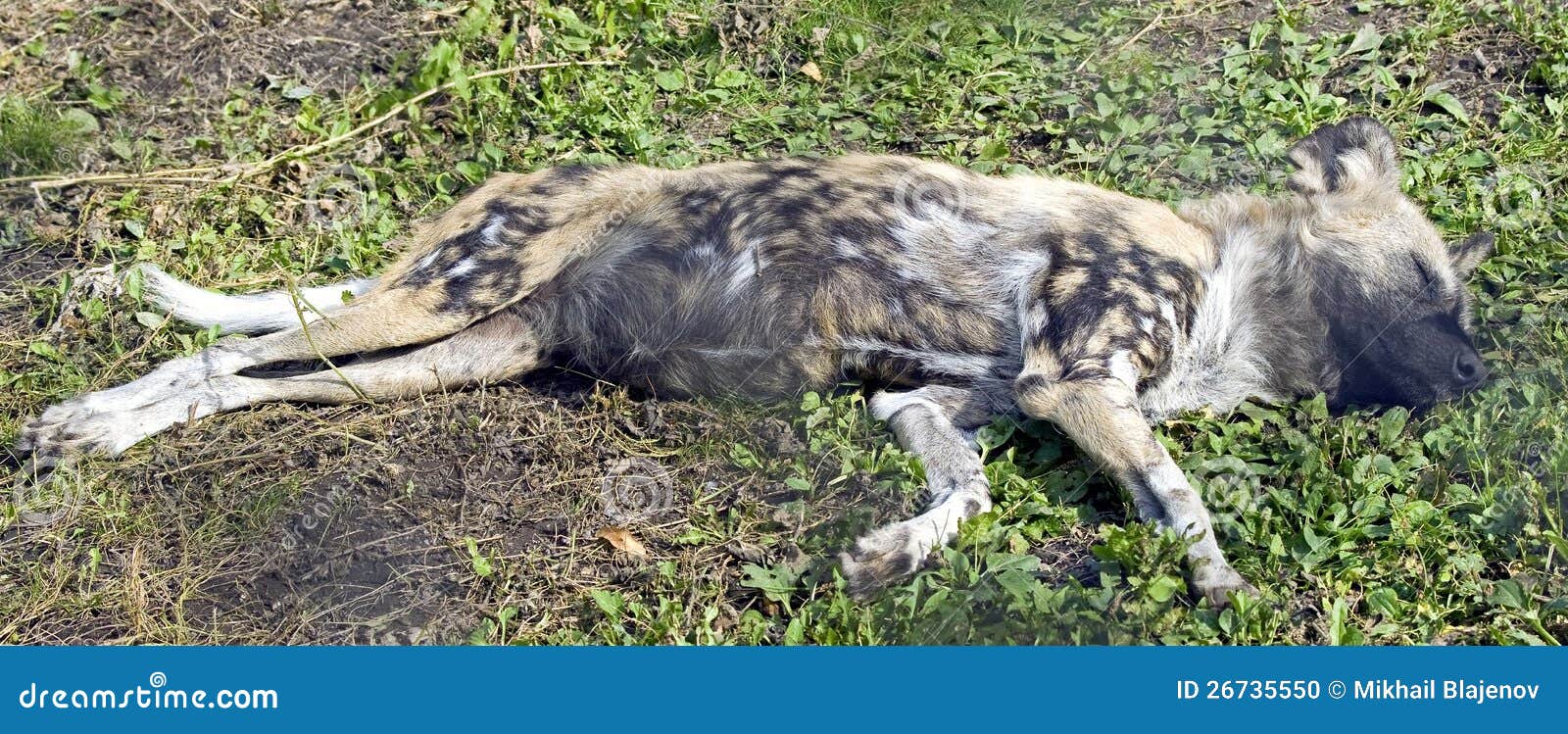 African hunting dog 1 stock photo. Image of creature - 26735550