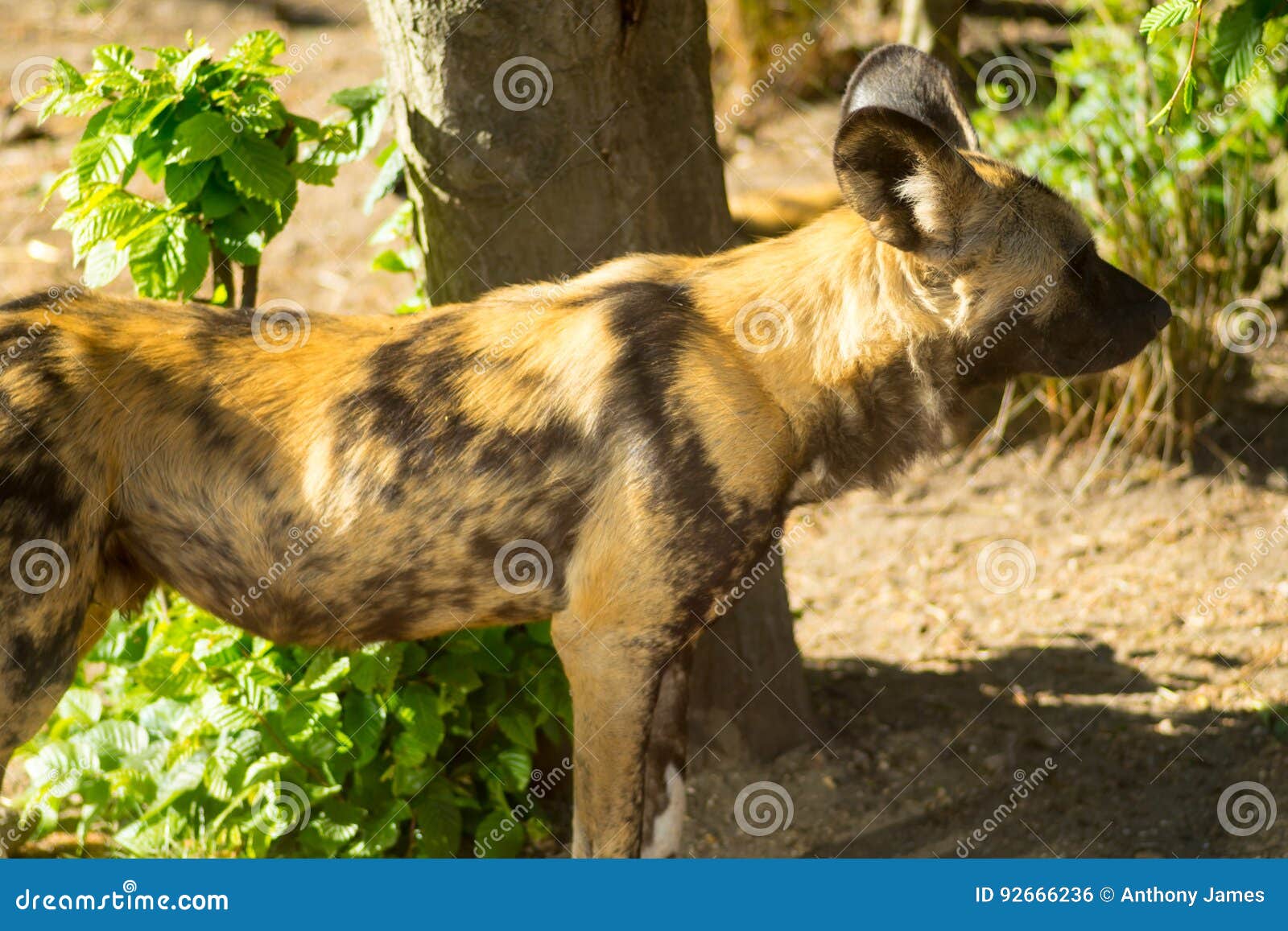 African hunting dog stock photo. Image of lycaon, wildlife - 92666236